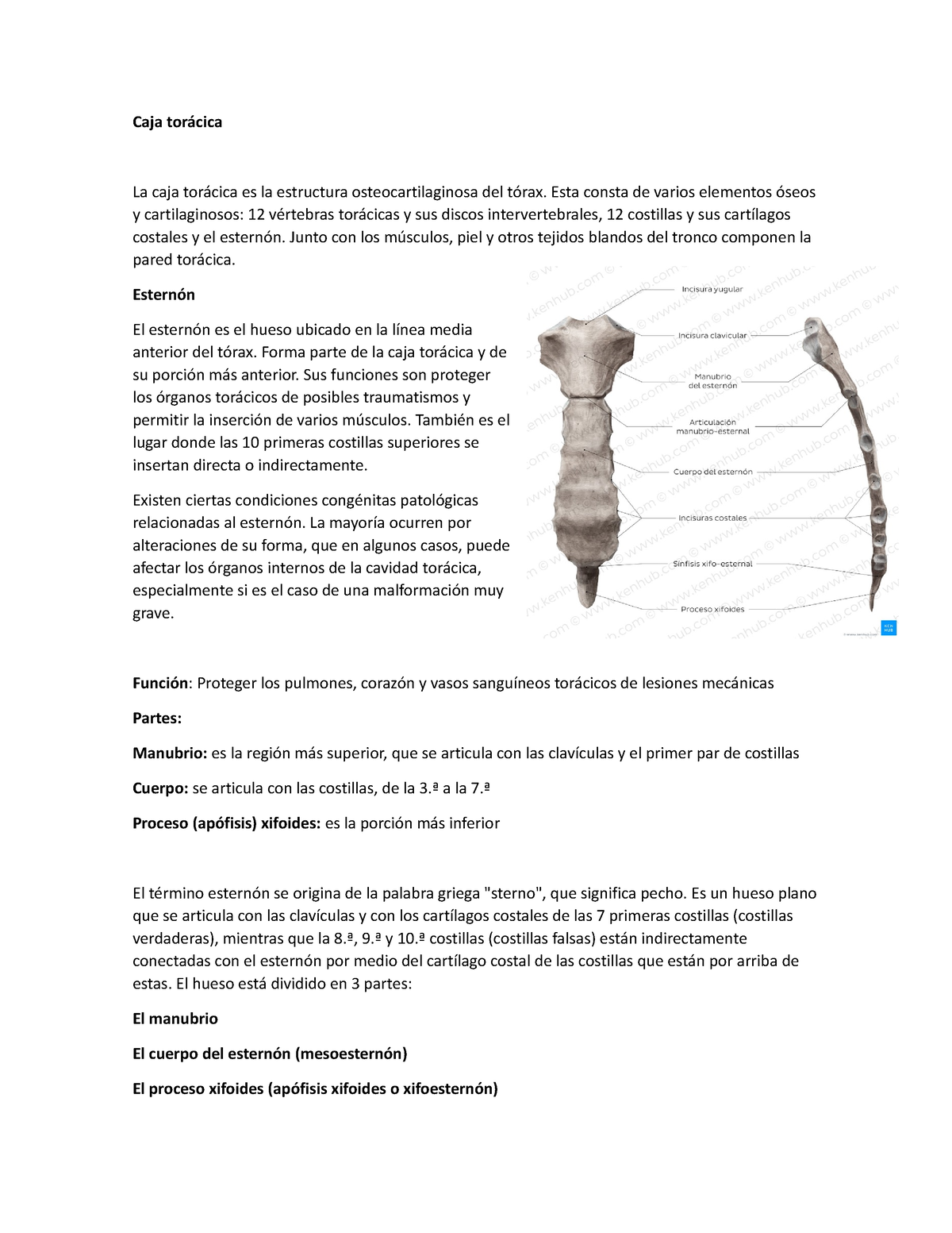 Caja Torácica Apuntes Caja Torácica La Caja Torácica Es La