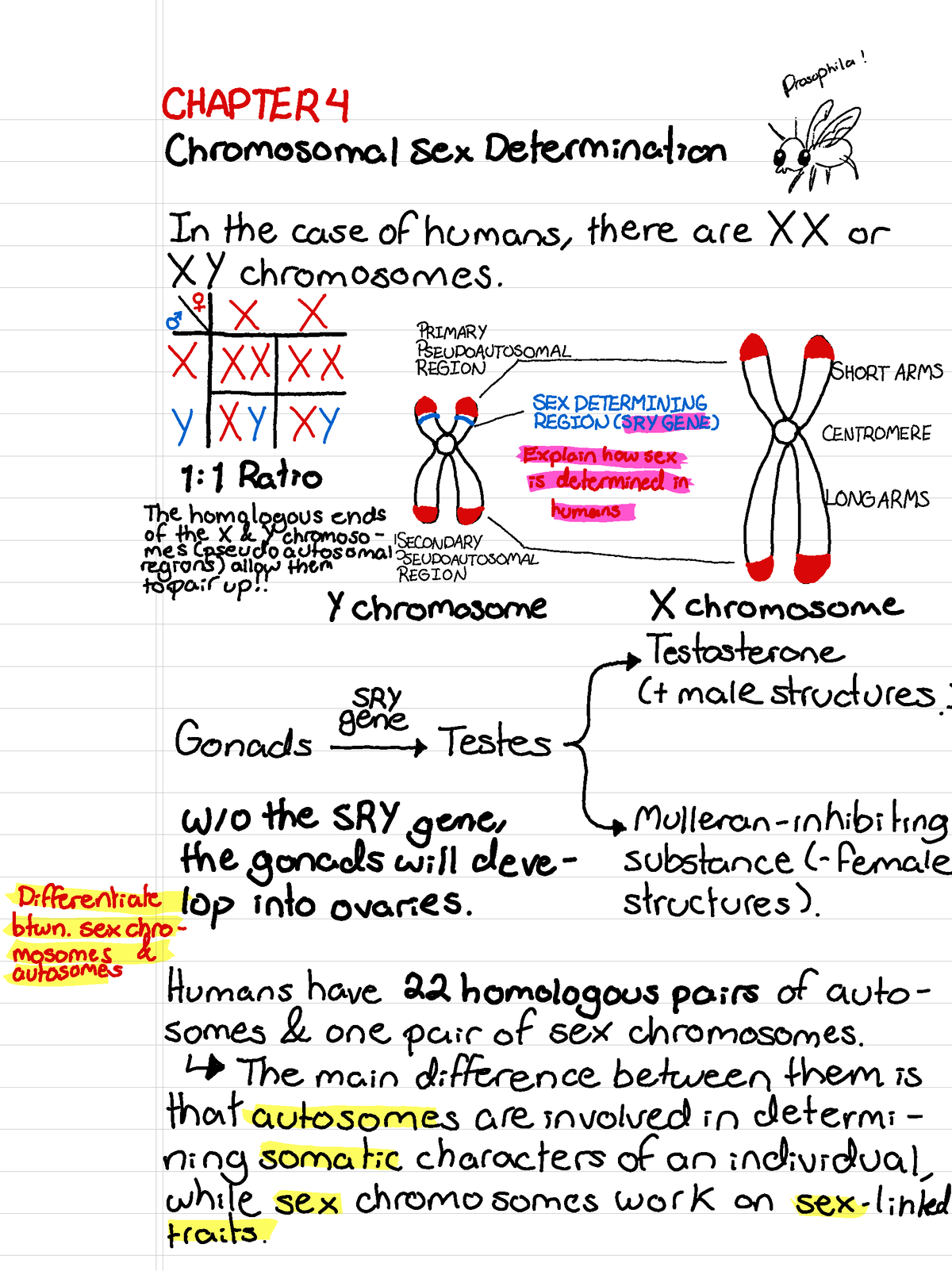 Chapter 4 Sex Determination Sex Linked Characteristics Bio 2306