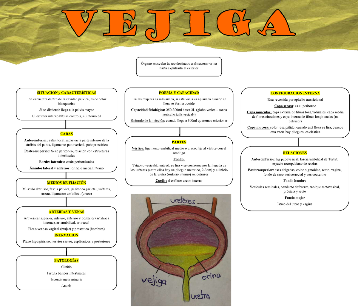 Arriba 95 Imagen Mapa Mental Incontinencia Urinaria Abzlocalmx