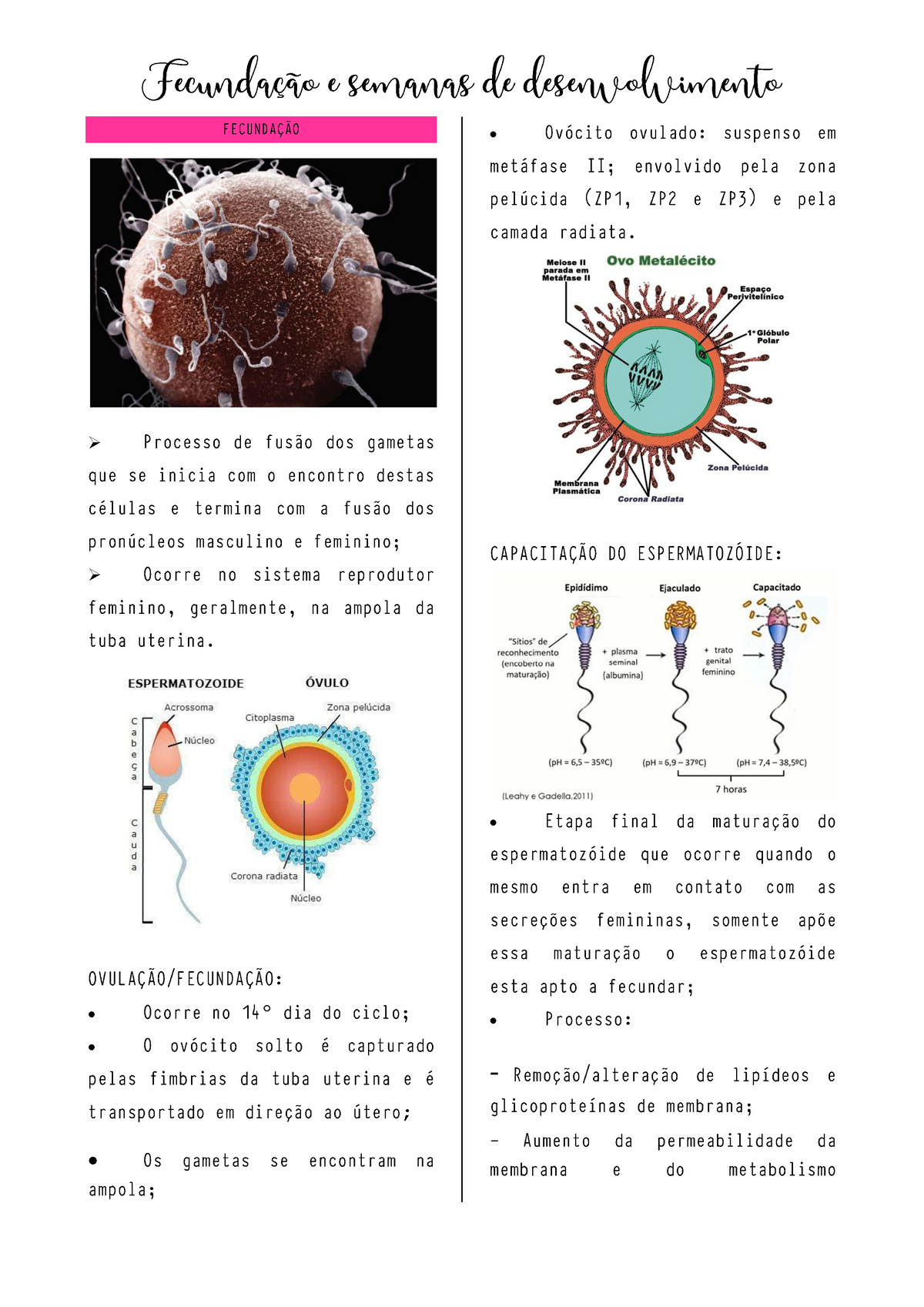 Resumo Sobre Fecundação E Desenvolvimento Embrionário Embriologia