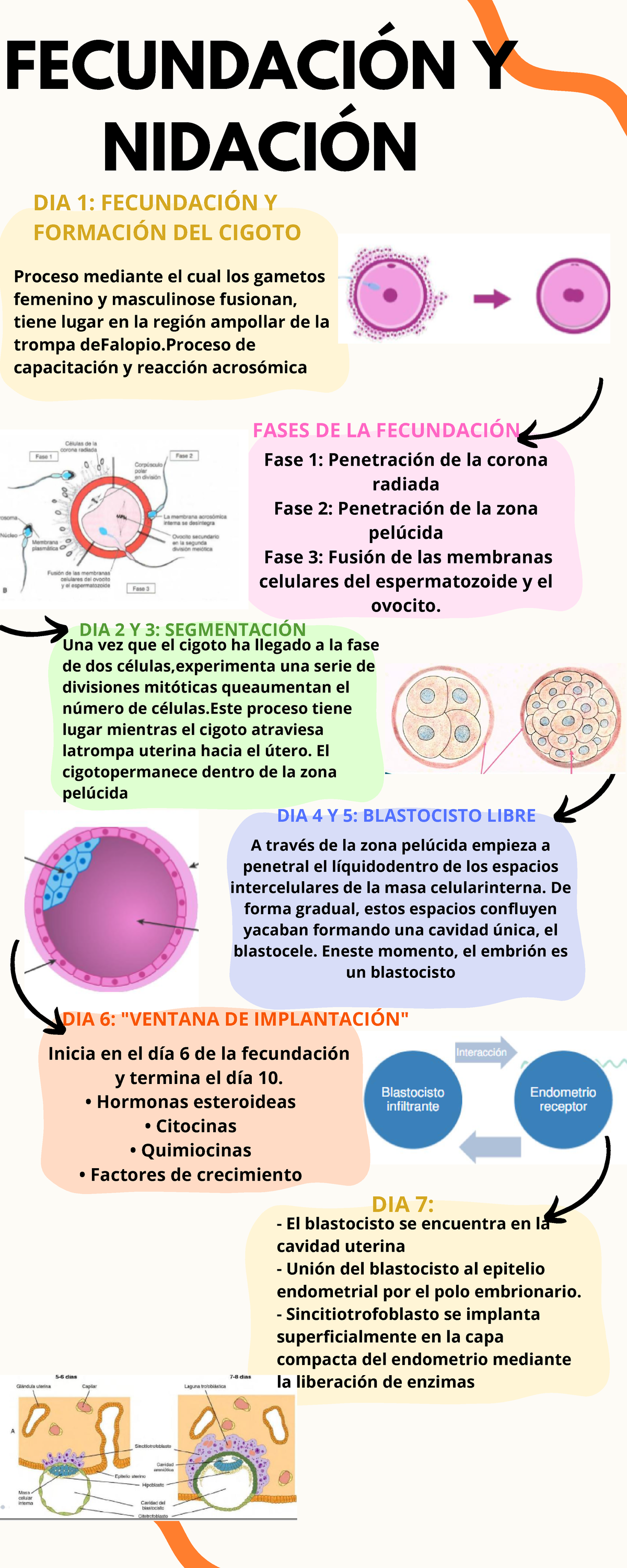 Rubi Guerrero Mapa Conceptual 4 Fecundacion Y Nidacio