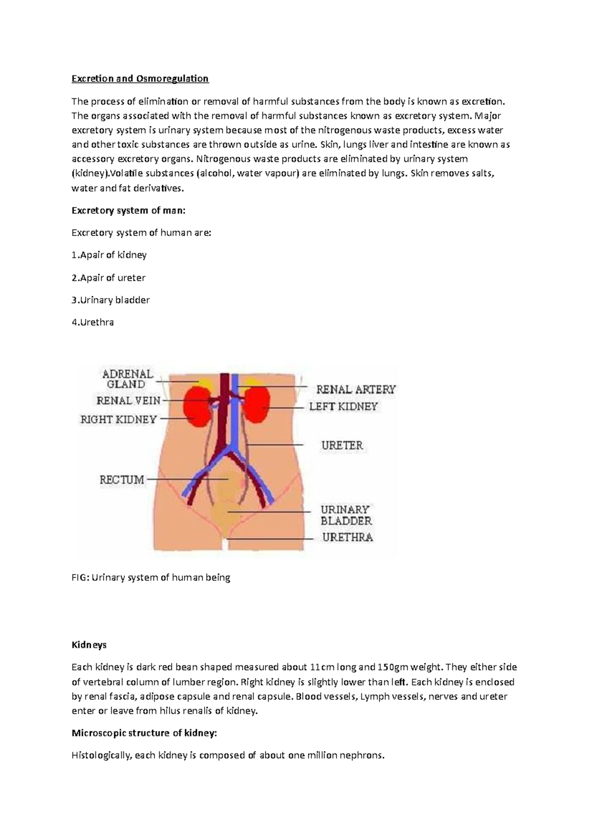 Excretion And Osmoregulation The Organs Associated With The Removal