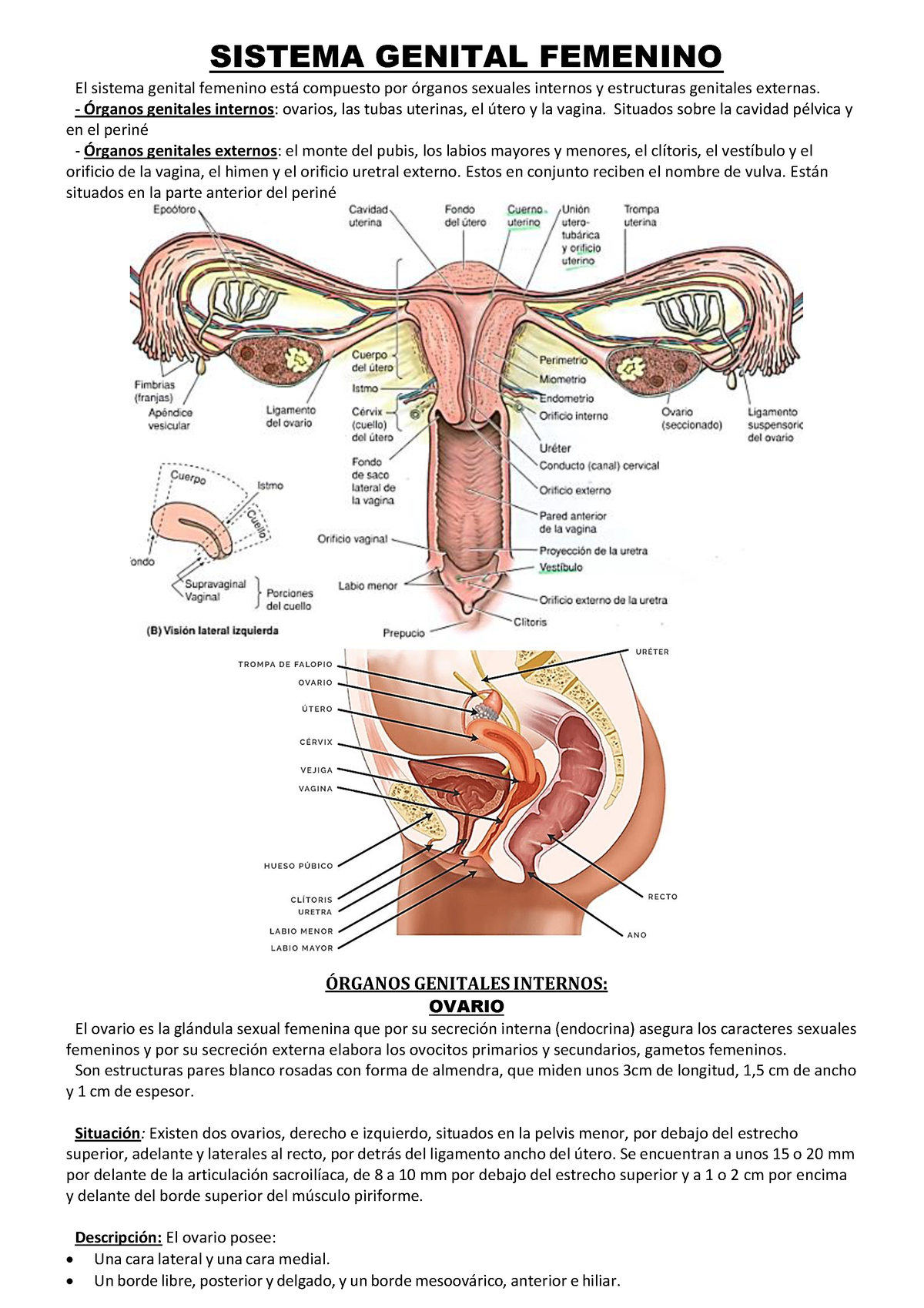 Sistema Genital Femenino Estudiar Sistema Genital Femenino El Sistema