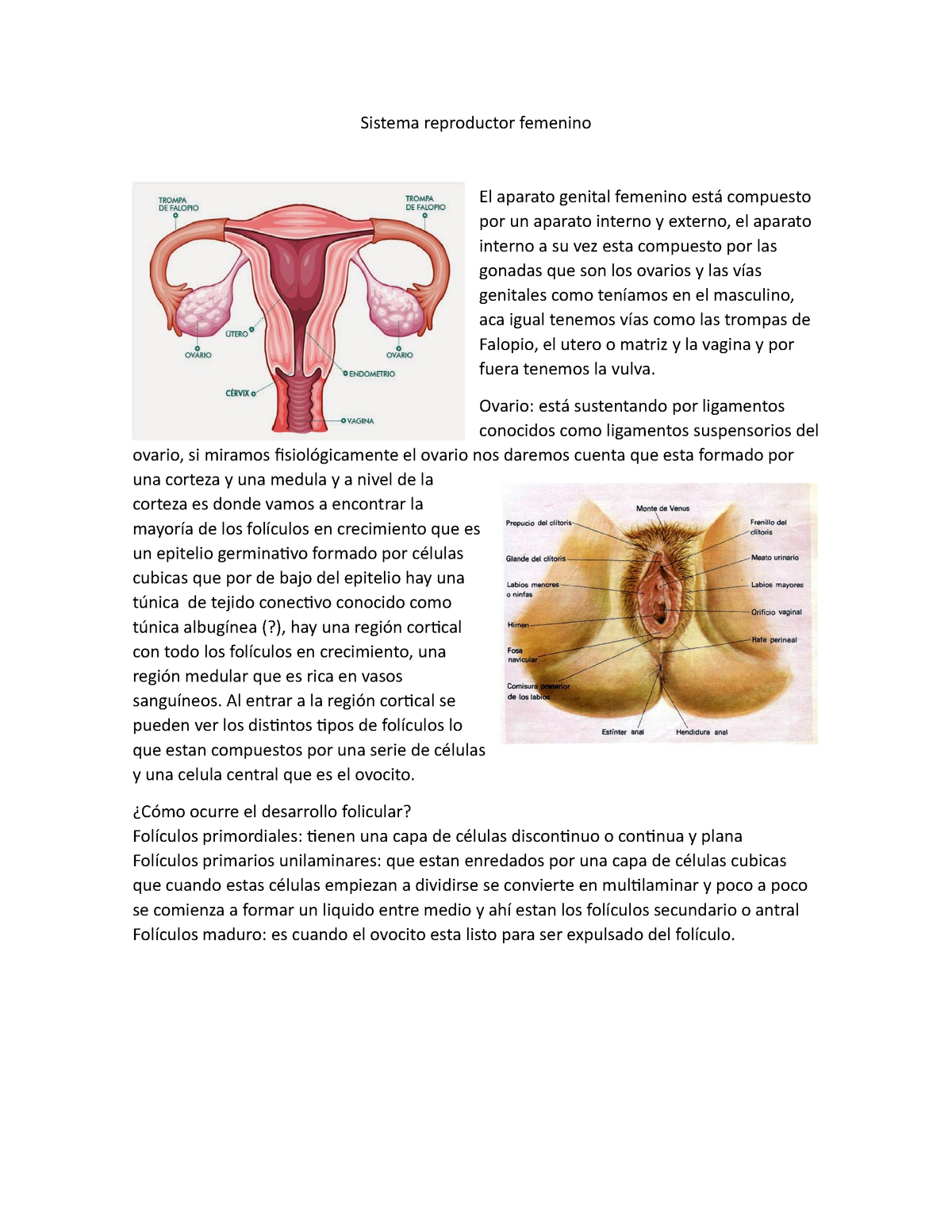 Sistema Reproductor Femenino Ciclo Menstrual Sistema Reproductor