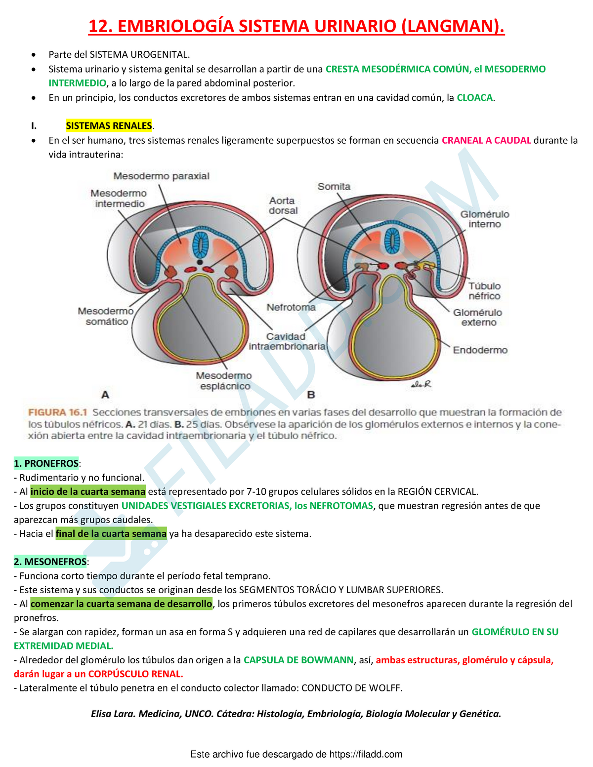 Embriologia Sistema Urinario Elisa Lara Medicina Unco Cátedra