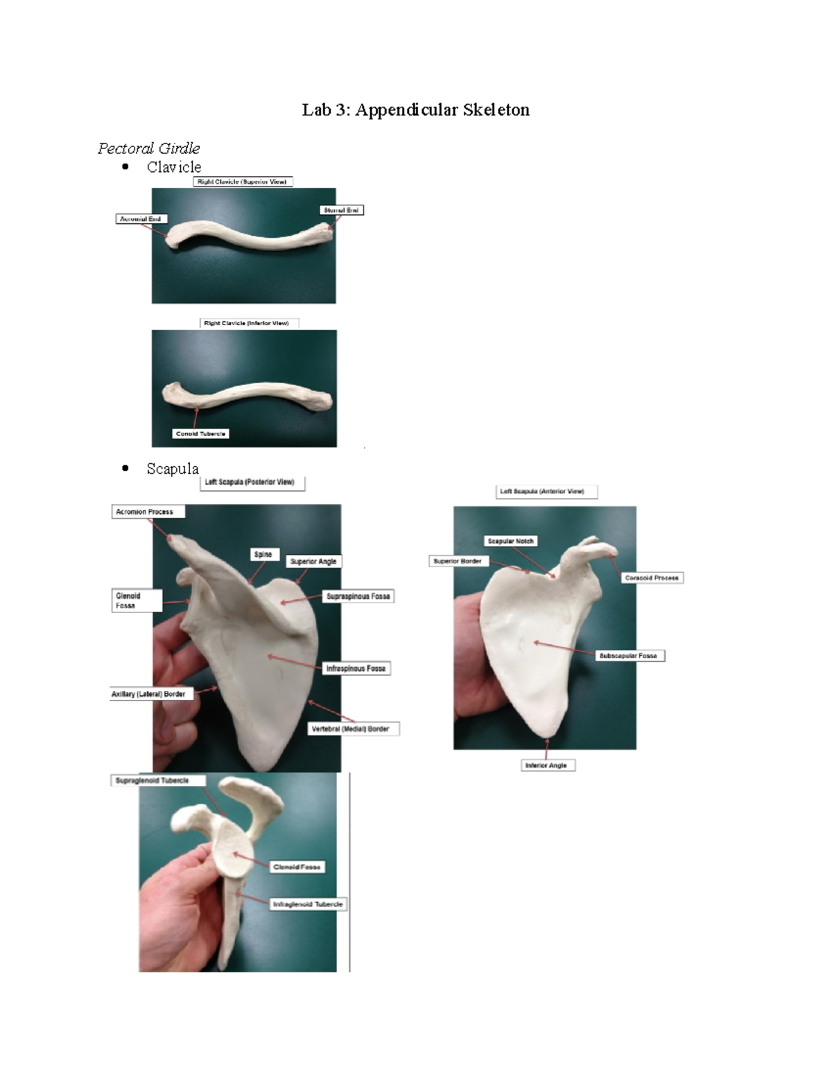 Anatomy Lab 3 Lab 3 Lab 3 Appendicular Skeleton Pectoral Girdle