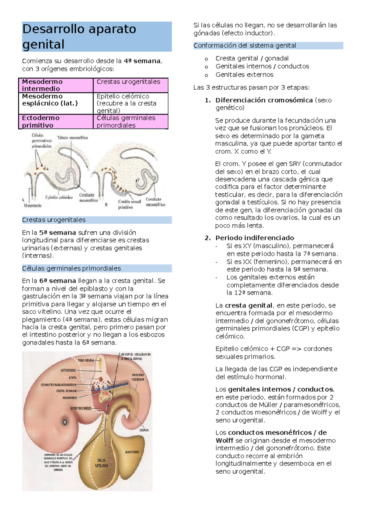 Desarrollo Aparato Genital Embrio Histologia Embriologia Y