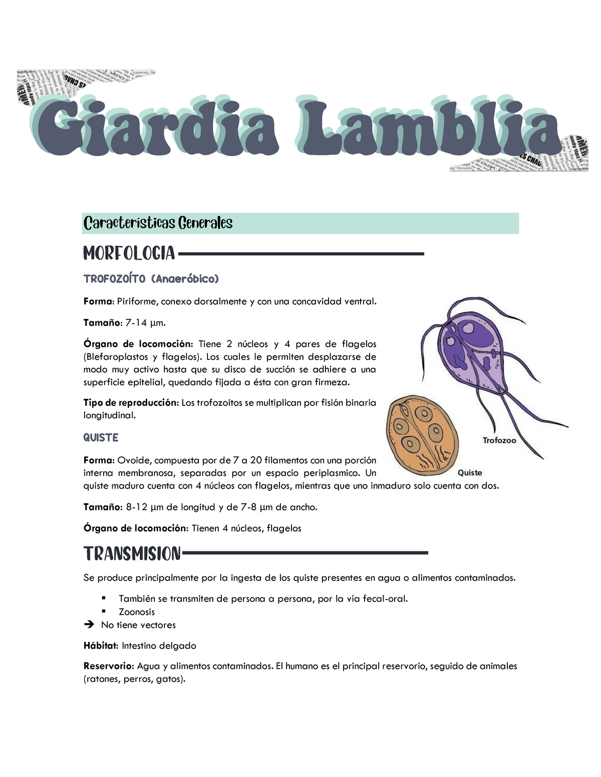 Resumes Sobre Giardia Lamblia TrofozoÍto Anaeróbico Forma