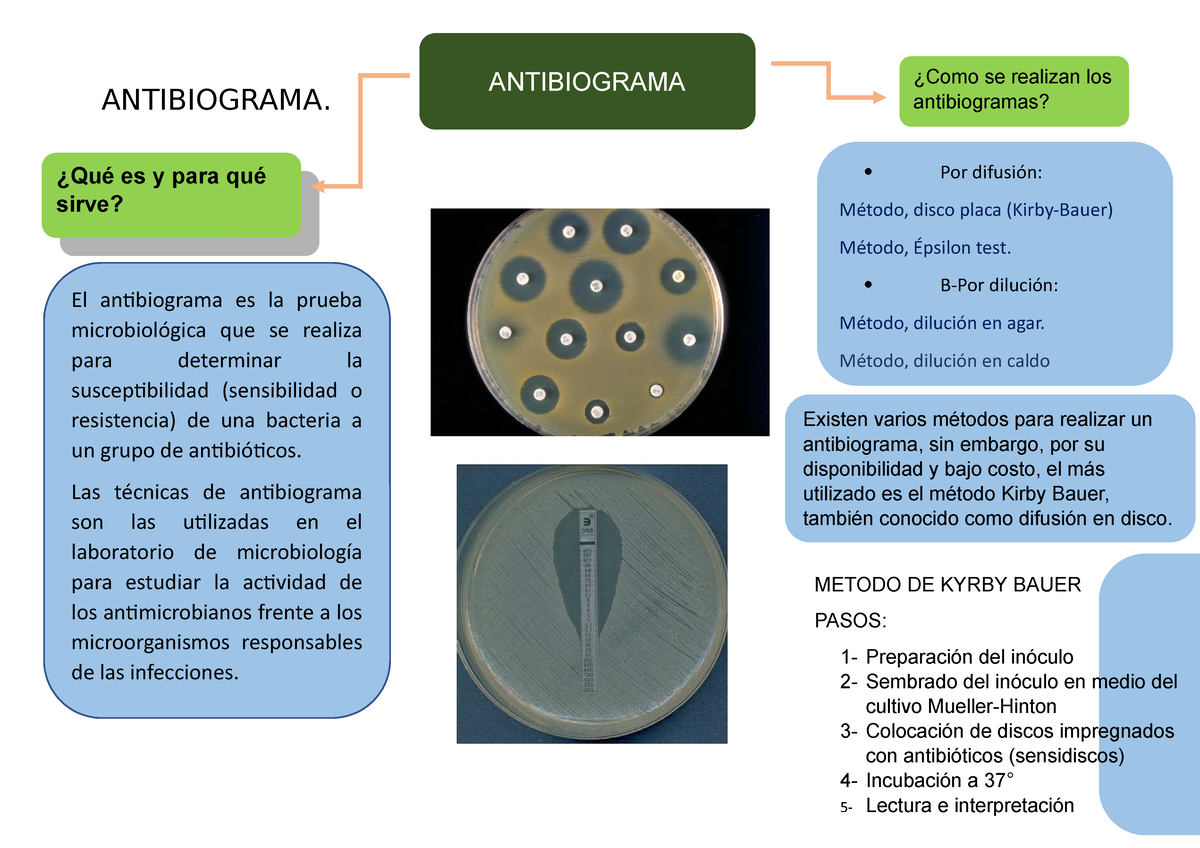 Esquema Microbiologia Antibiograma Antibiograma Metodo De Kyrby