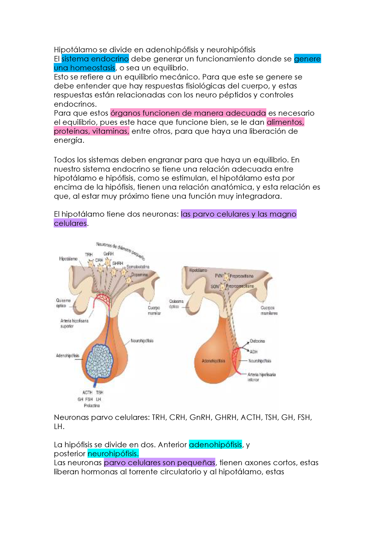 Fisiologia Hipotálamo Se Divide En Adenohipófisis Y Neurohipófisis