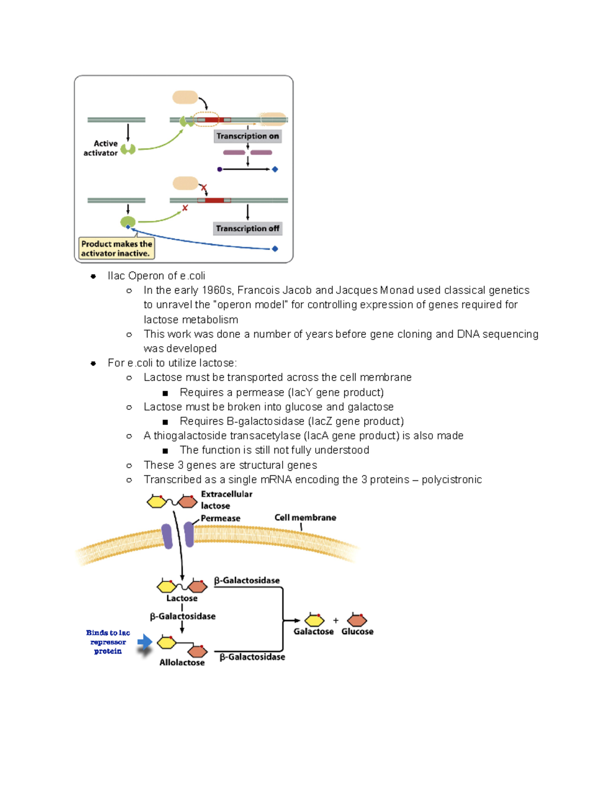 Genetics Chapter 16 Part 5 Ilac Operon Of E In The Early 1960s