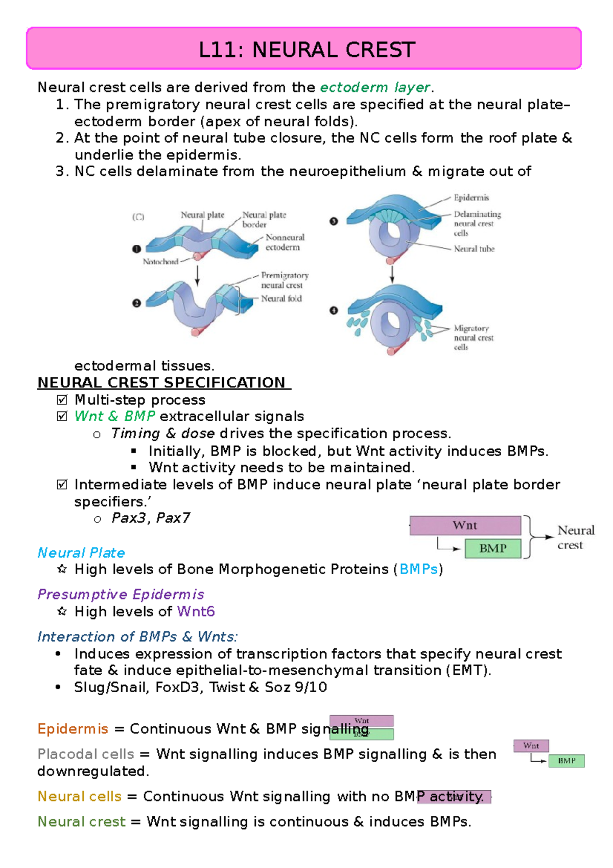 L11 Sex Determination In Animals L11 Neural Crest Neural Crest