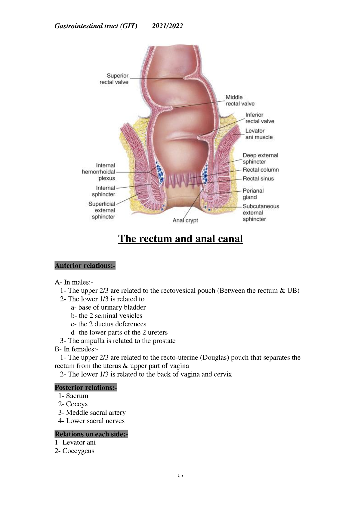 Rectum And Anal Canal Gastrointestinal Tract Git 20212022 Dr