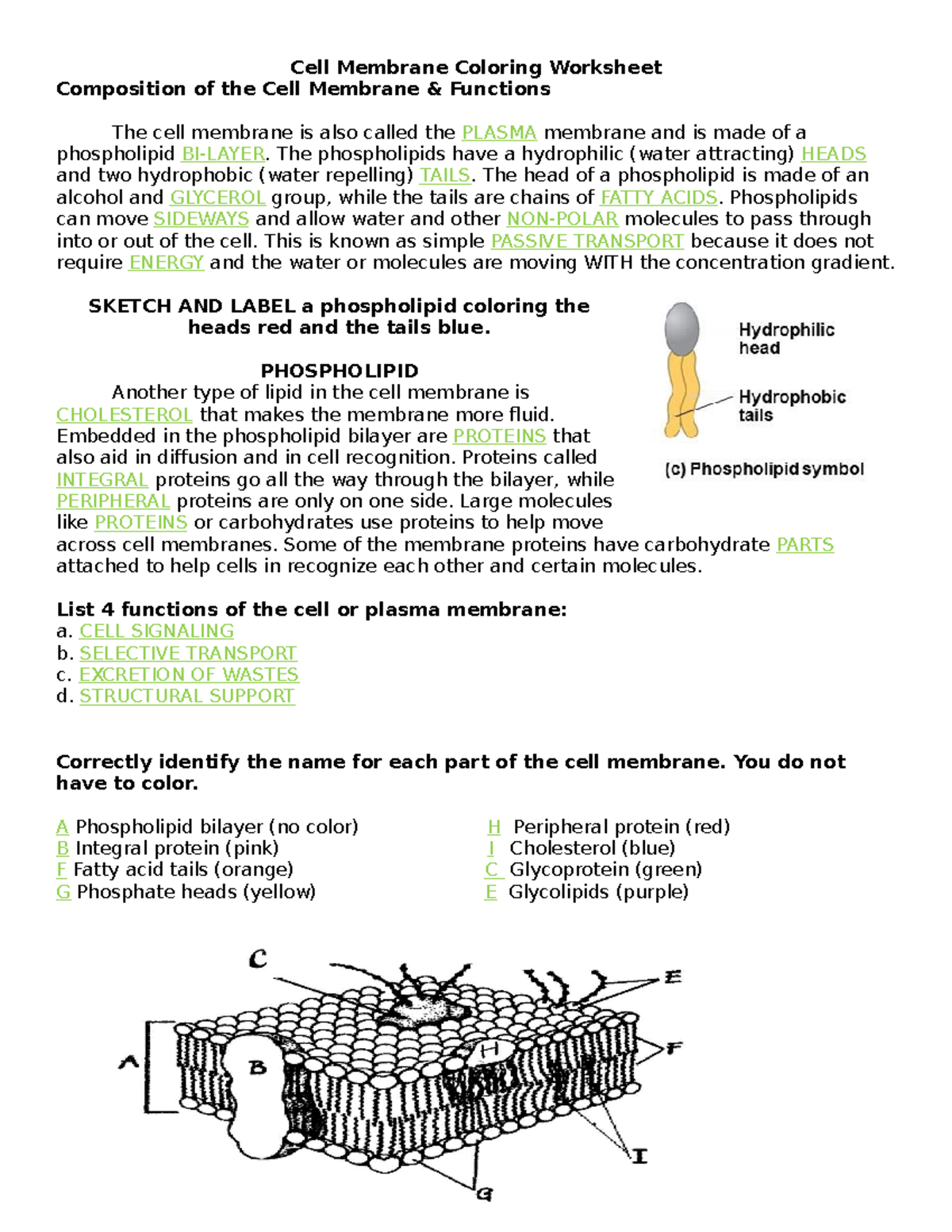 Plasma Membrane Diagram Worksheet