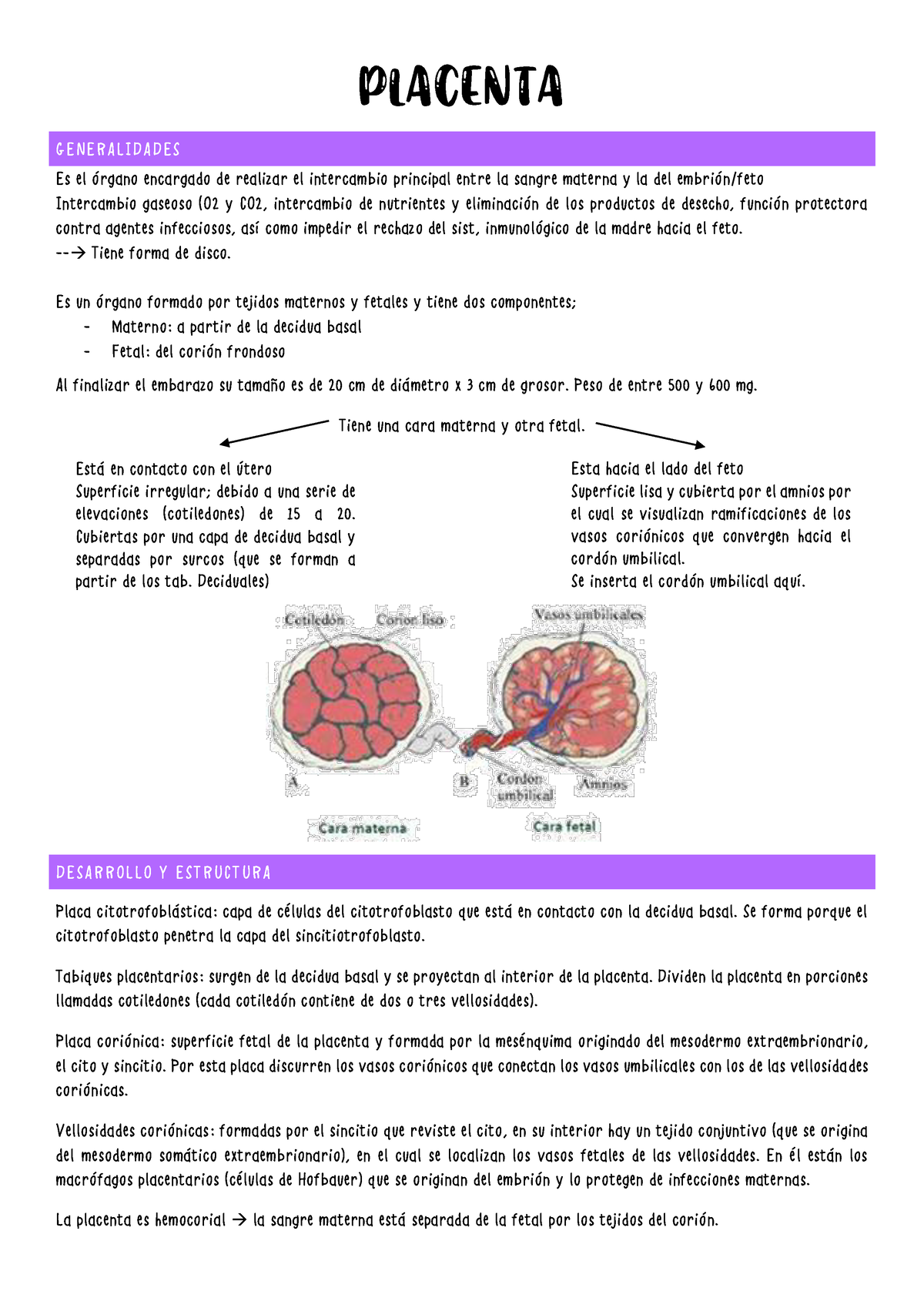 Desarrollo De La Placenta Apuntes Embriología Medic Uanl Studocu