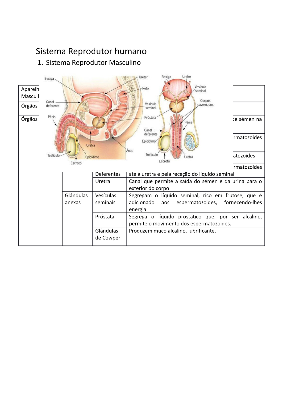 Bio Resumos Sistema Reprodutor Humano 1 Sistema Reprodutor
