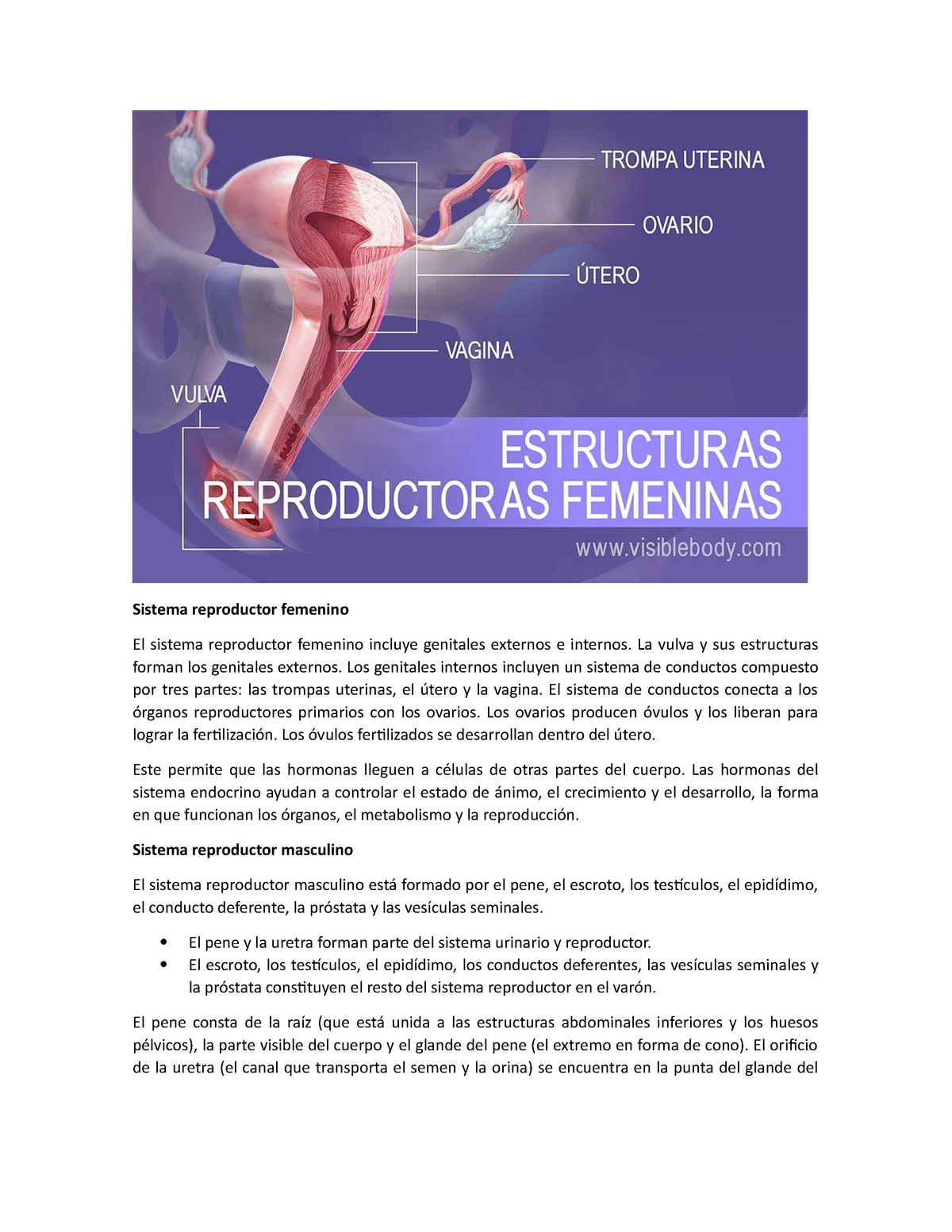 El Sistema Reproductor Femenino Incluye Genitales Externos E Internos