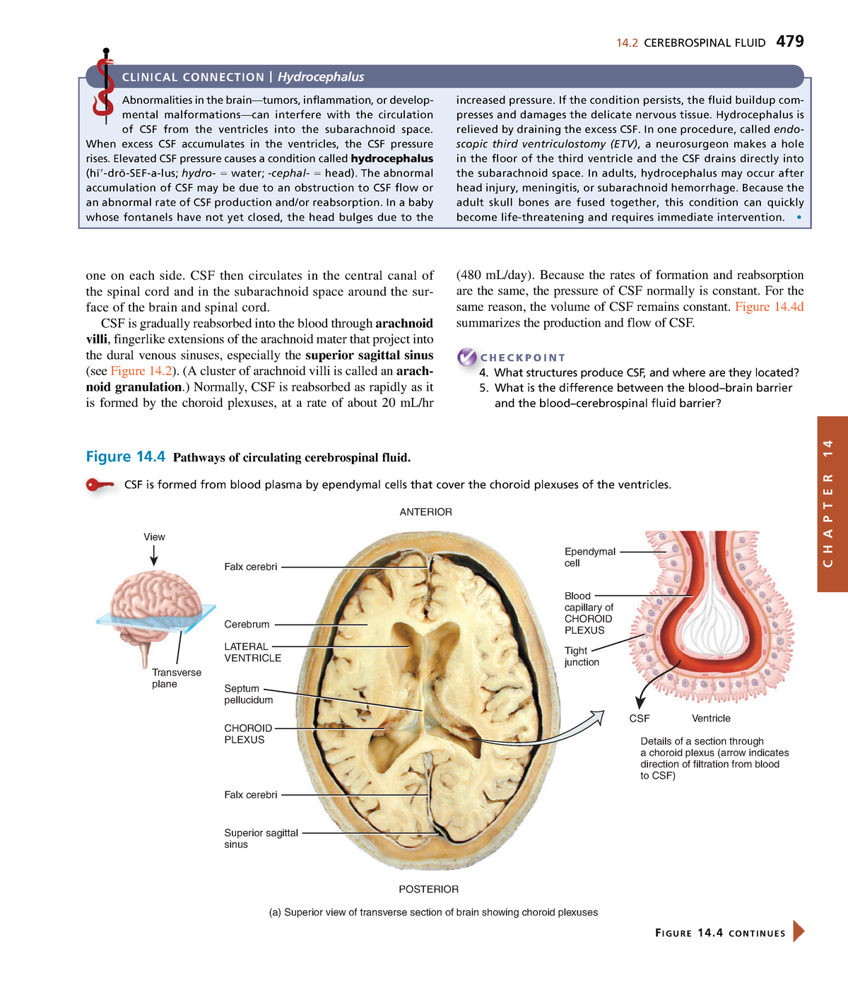 Anatomyand Physiology 171 C H A P T E R 1 4 14 Cerebrospinal Fluid