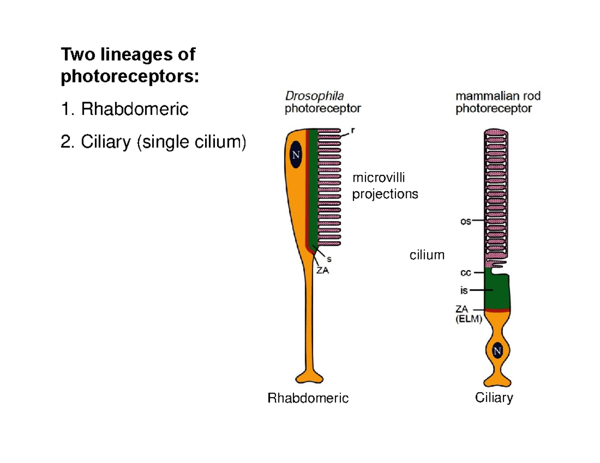 Ch 7 Sensory Iii Lecture Notes Ch 7 Two Lineages Of Photoreceptors