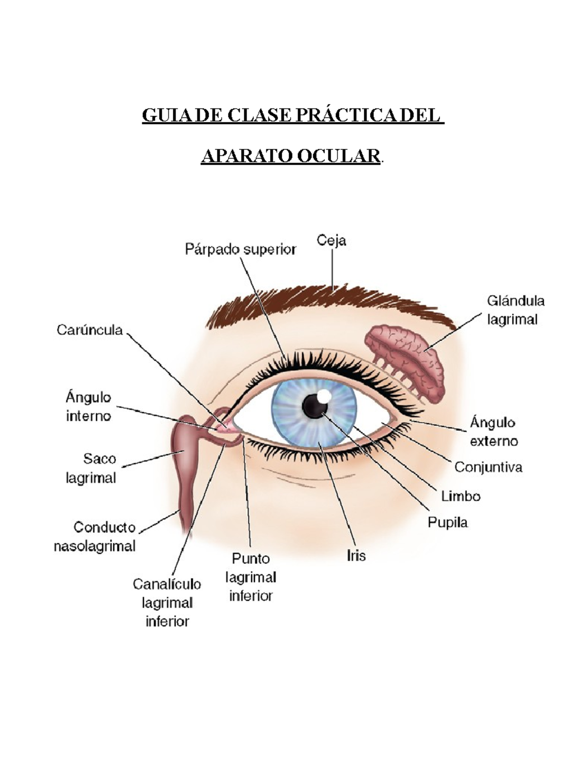 Guia2 Aparato Ocular Guia De Clase PrÁctica Del Aparato Ocular A