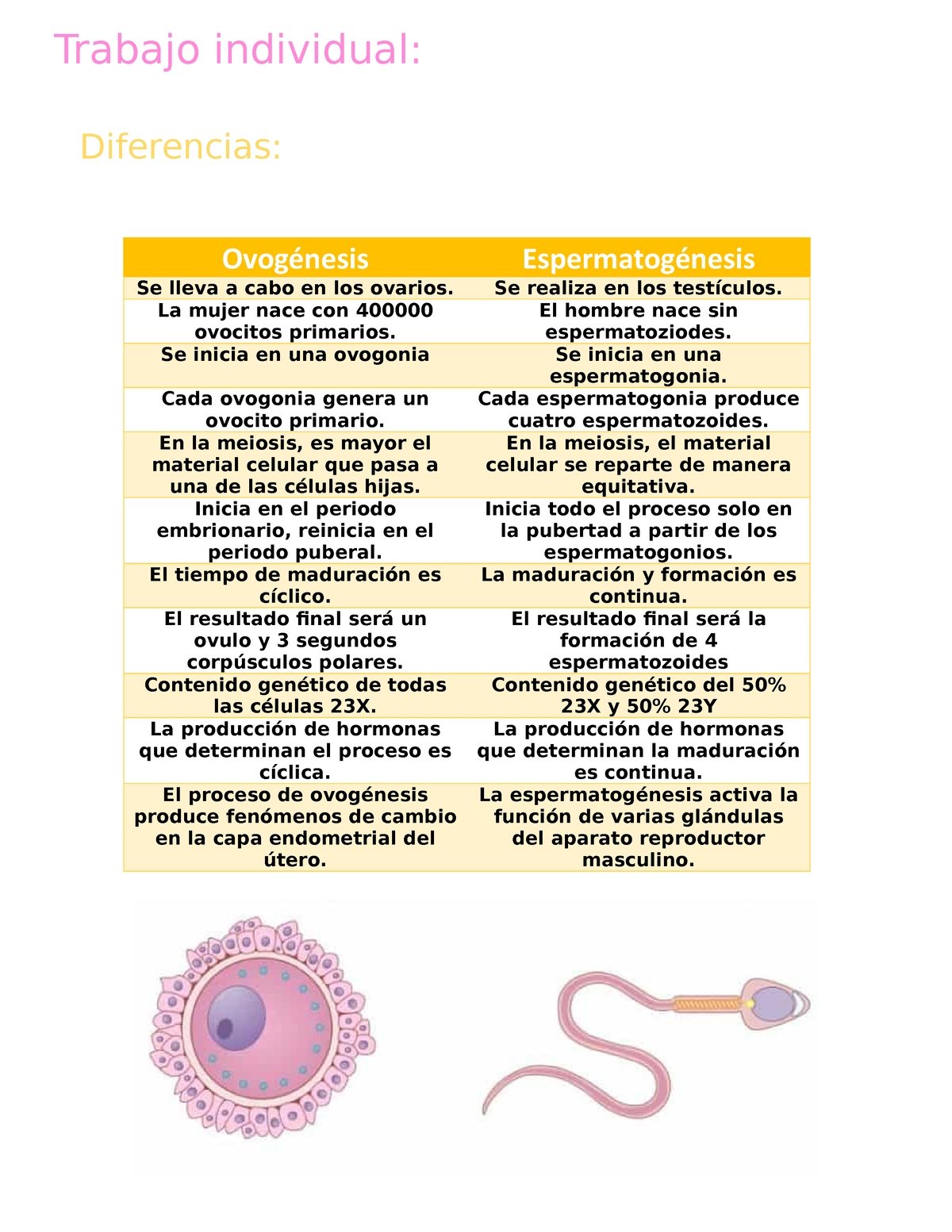 Cuadro De Espermatogénesis Y Ovogénesis Ovogénesis Espermatogénesis