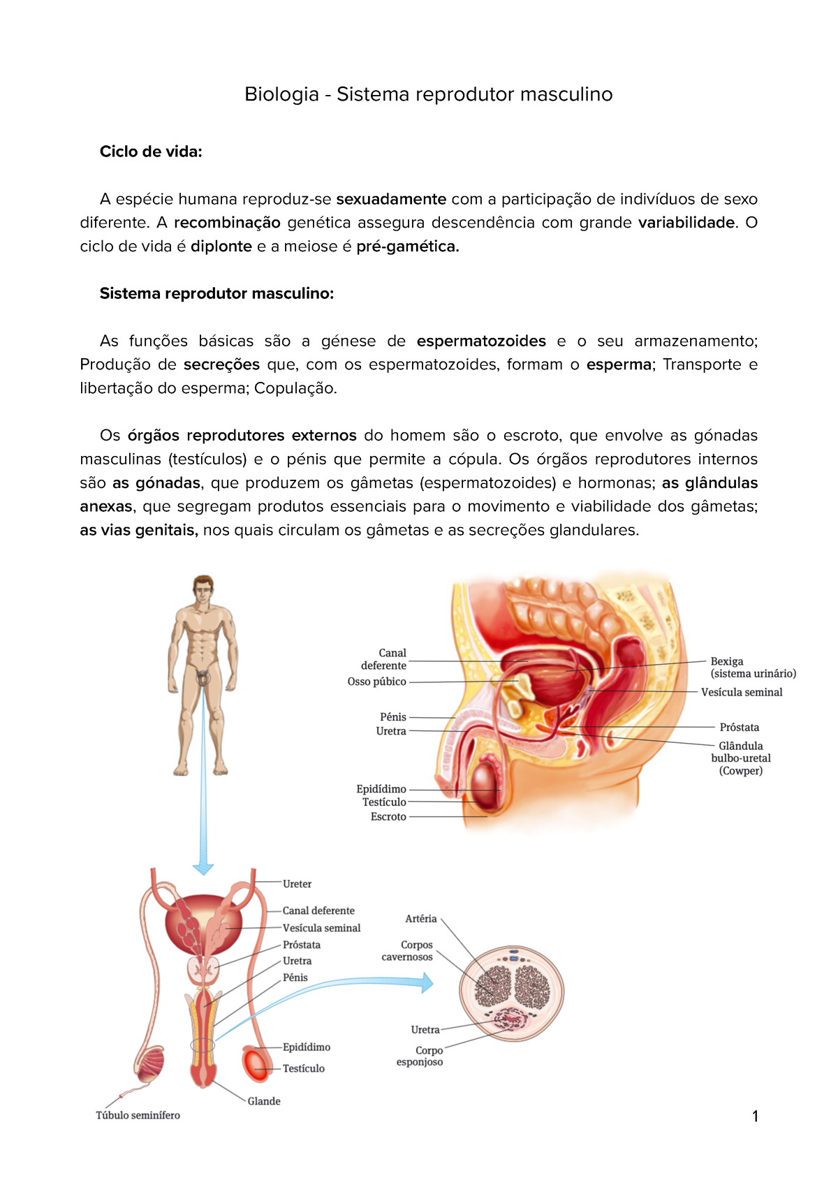 Unidade 1 Sistema Reprodutor Masculino Biologia Sistema