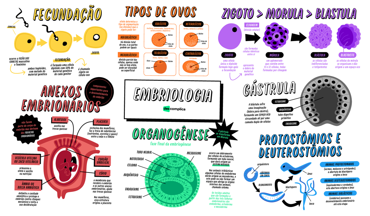 Qqd Embriologia Mapas Mentais Tipos De Ovos Tipos De Ovos Zigoto