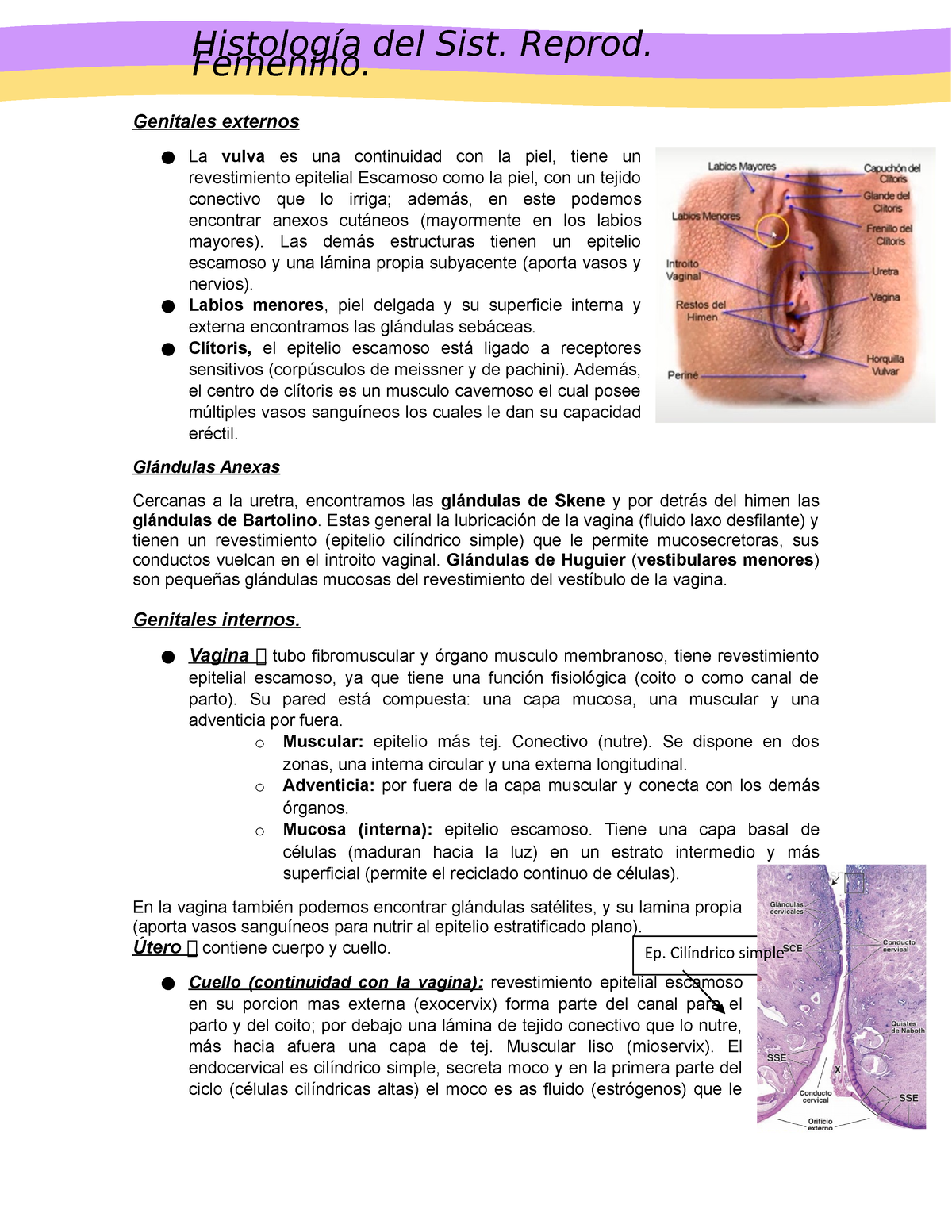 Resumen De Histologia Genitales Externos La Vulva Es Una Continuidad