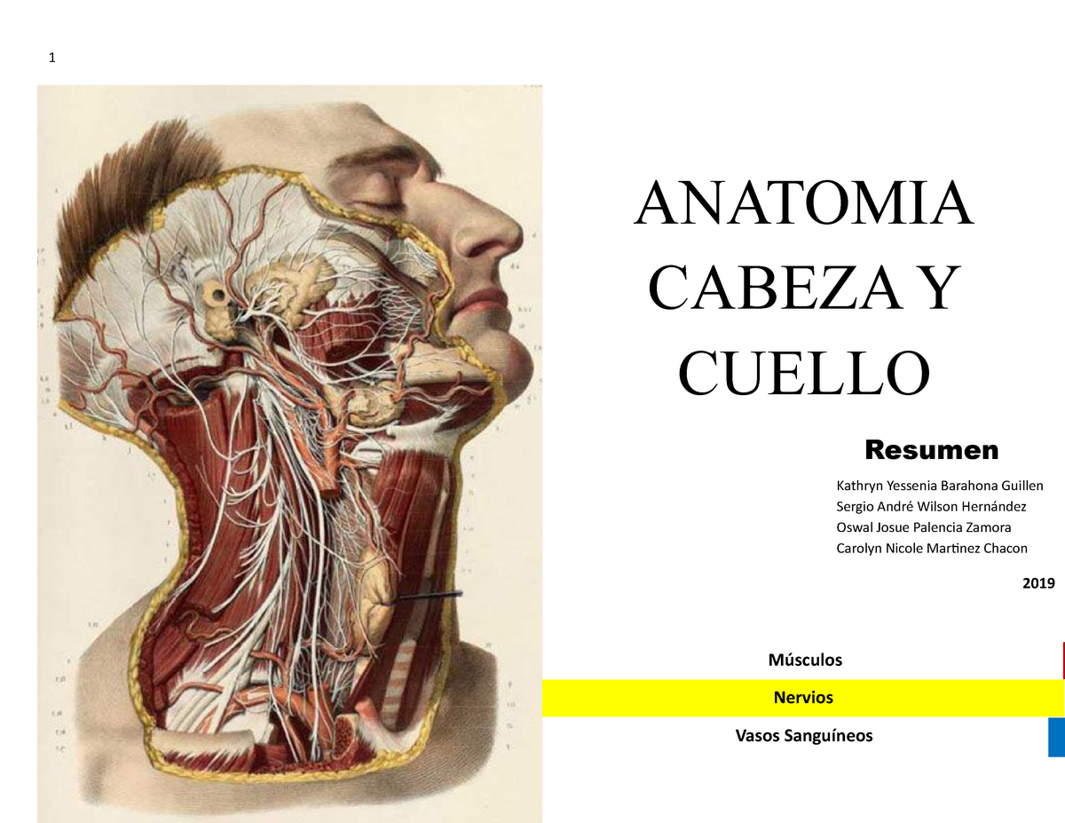 Cuadro De Estudio Cabeza Y Cuello Anatomia Cabeza Y Cuello Resumen My