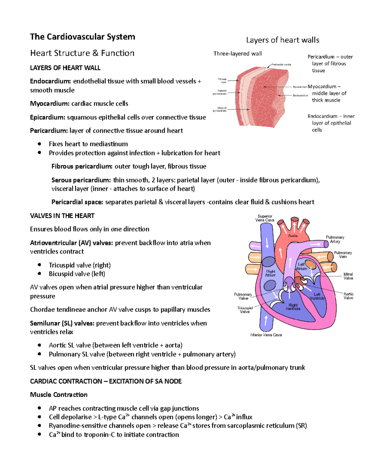 Cardiovascular System Study Guide Pdf