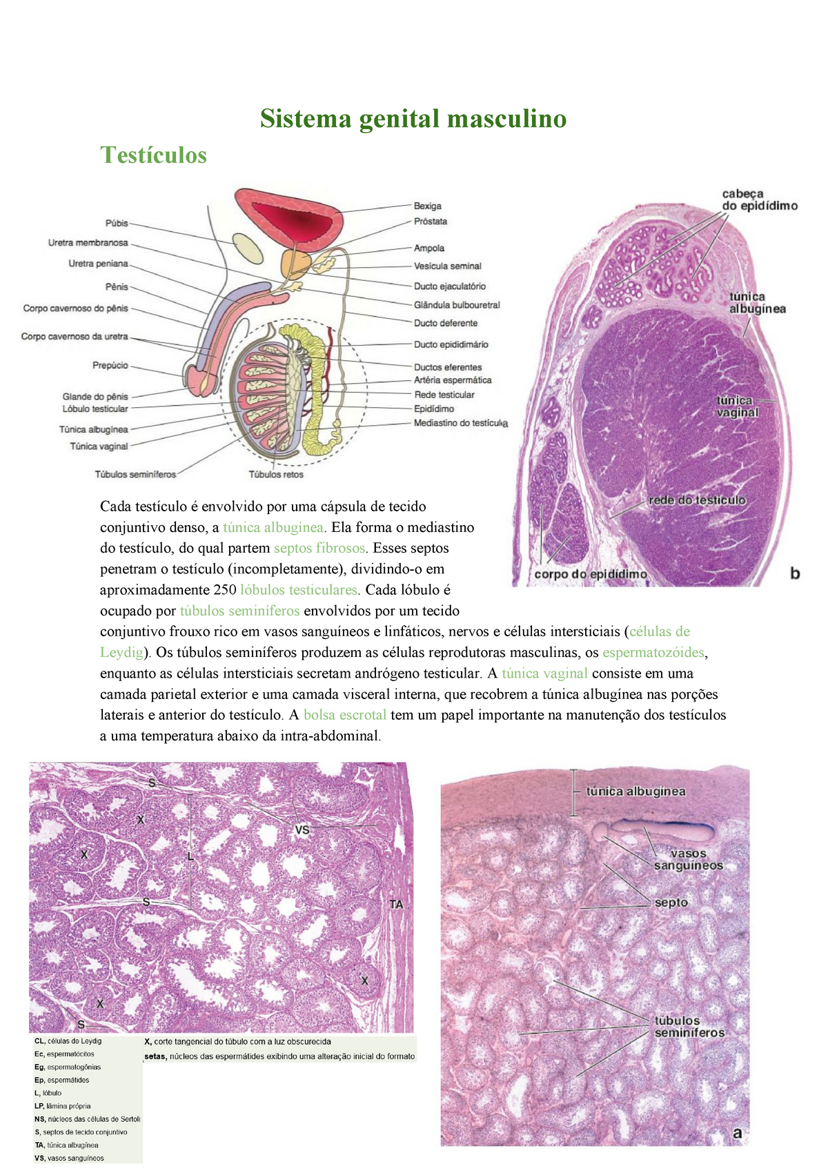 Histologia Sistema Genital Masculino Sistema Genital Masculino Cada