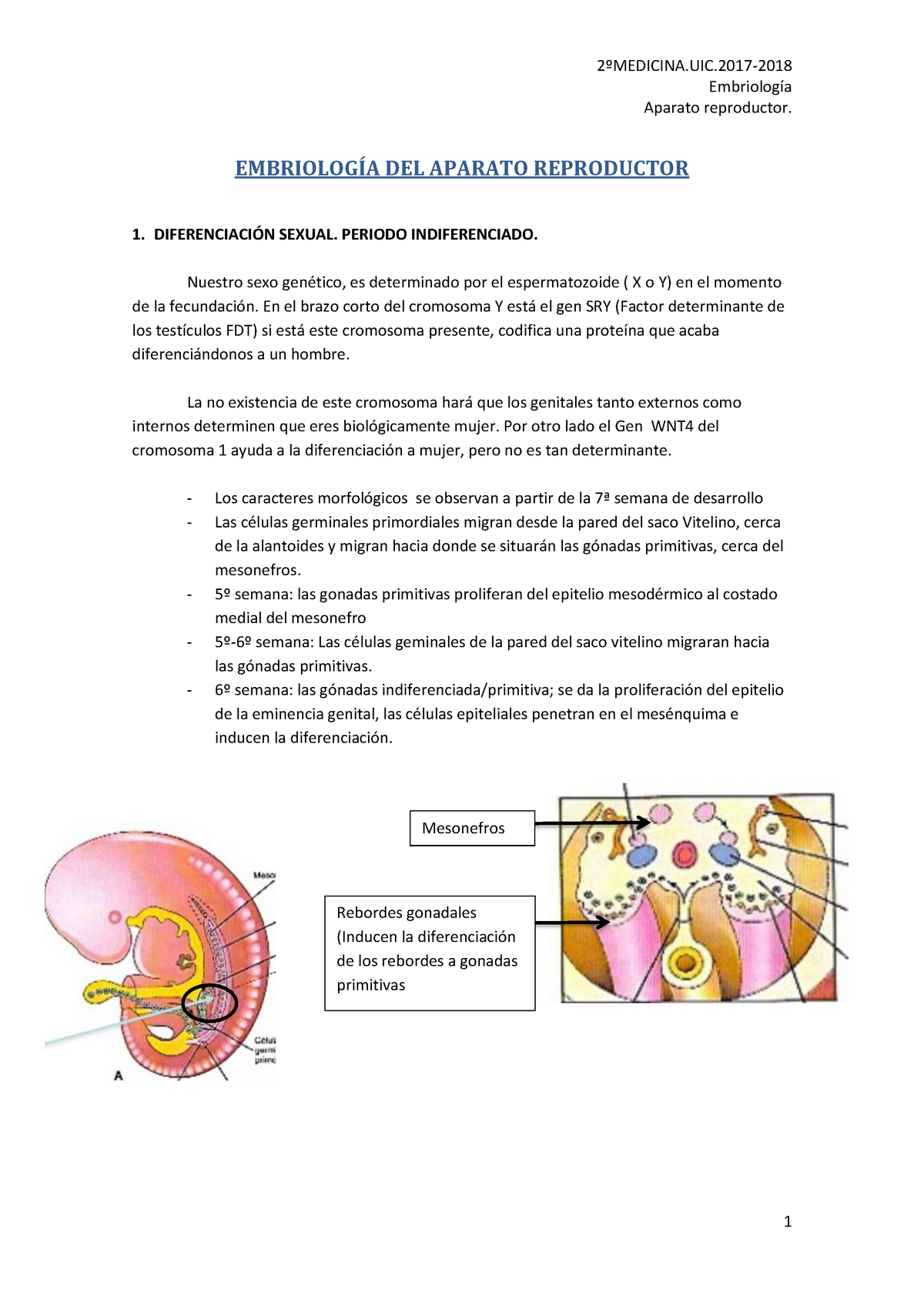 Embriología Aparato Reproductor Aparato Reproductor Del Aparato
