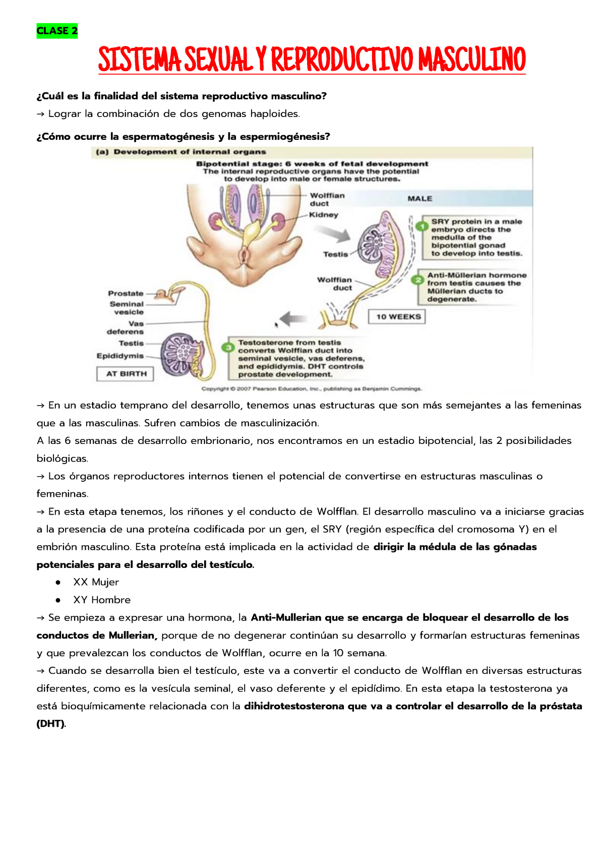 Sistema Reproductor Masculino Anatomia Studocu