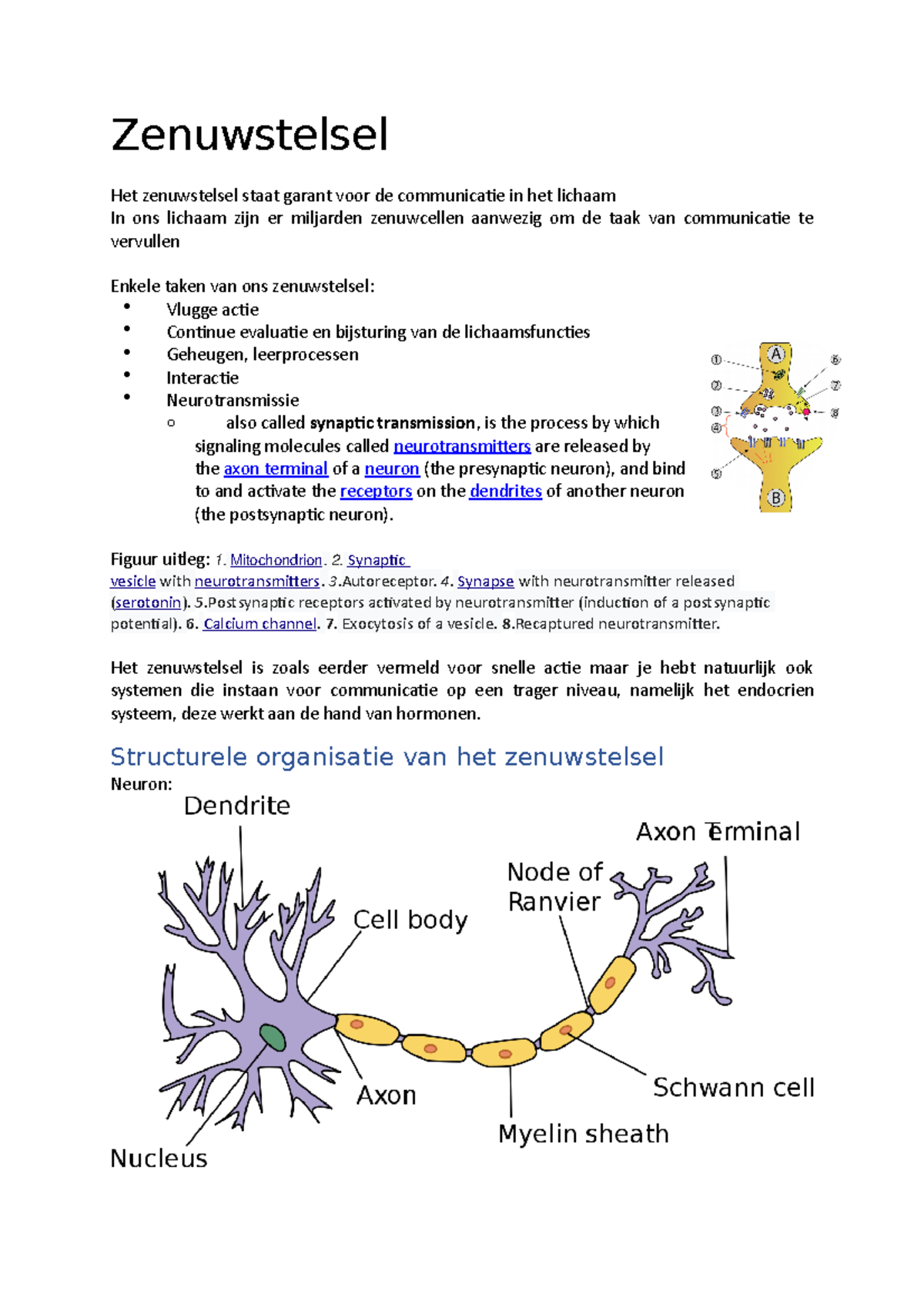 Zenuwstelsel Samenvatting Biodiversiteit En Functie Zenuwstelsel