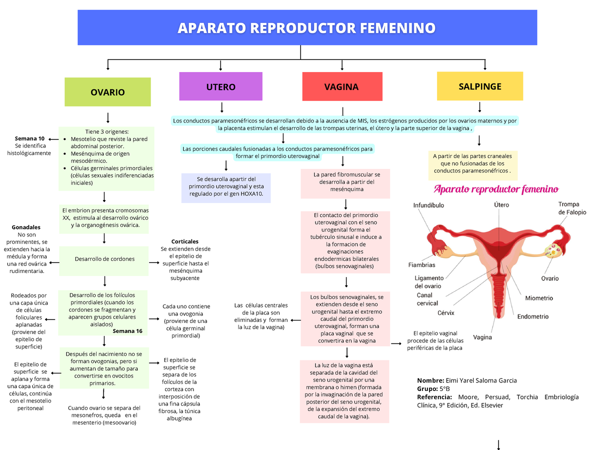 Mapa De Embriologia Aparato Reproductor Femenino Ovario Utero