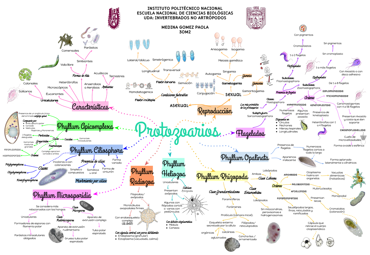 Protozoários Mapa Mental Youtube