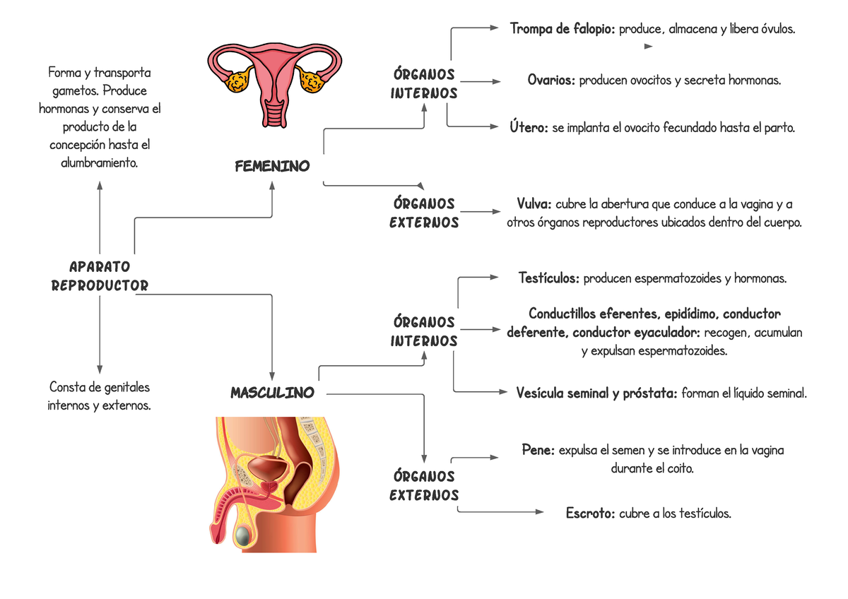 Mapa Conceptual Aparato Reproductor Apar At O Repr Oduct Or Fe Me Ni