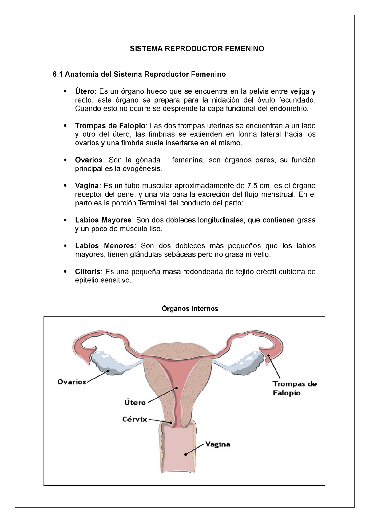 Esquema Del Aparato Reproductor Femenino