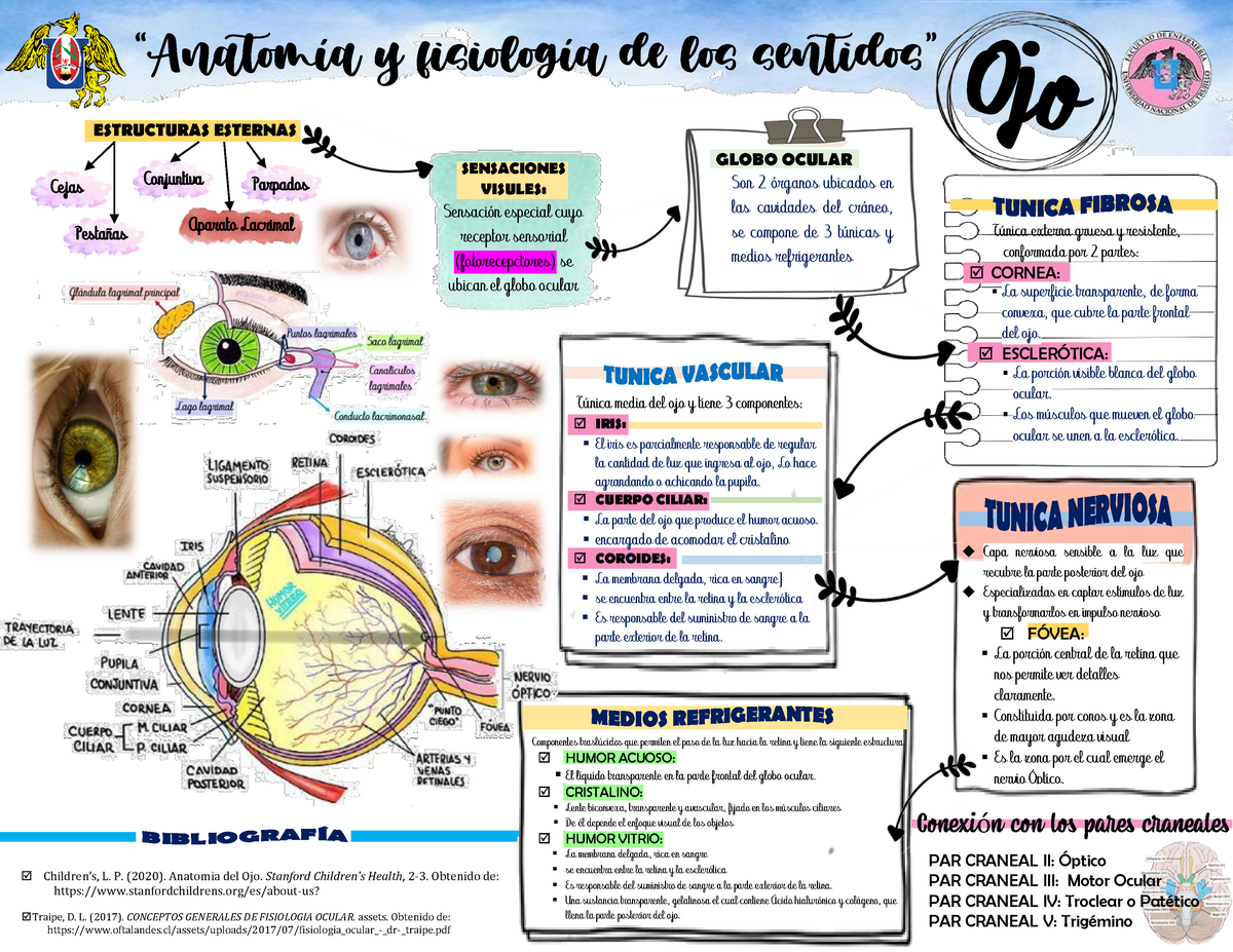 Mapa Mental Del Tema Ojo Ojo Humano Ojo Porn Sex Picture