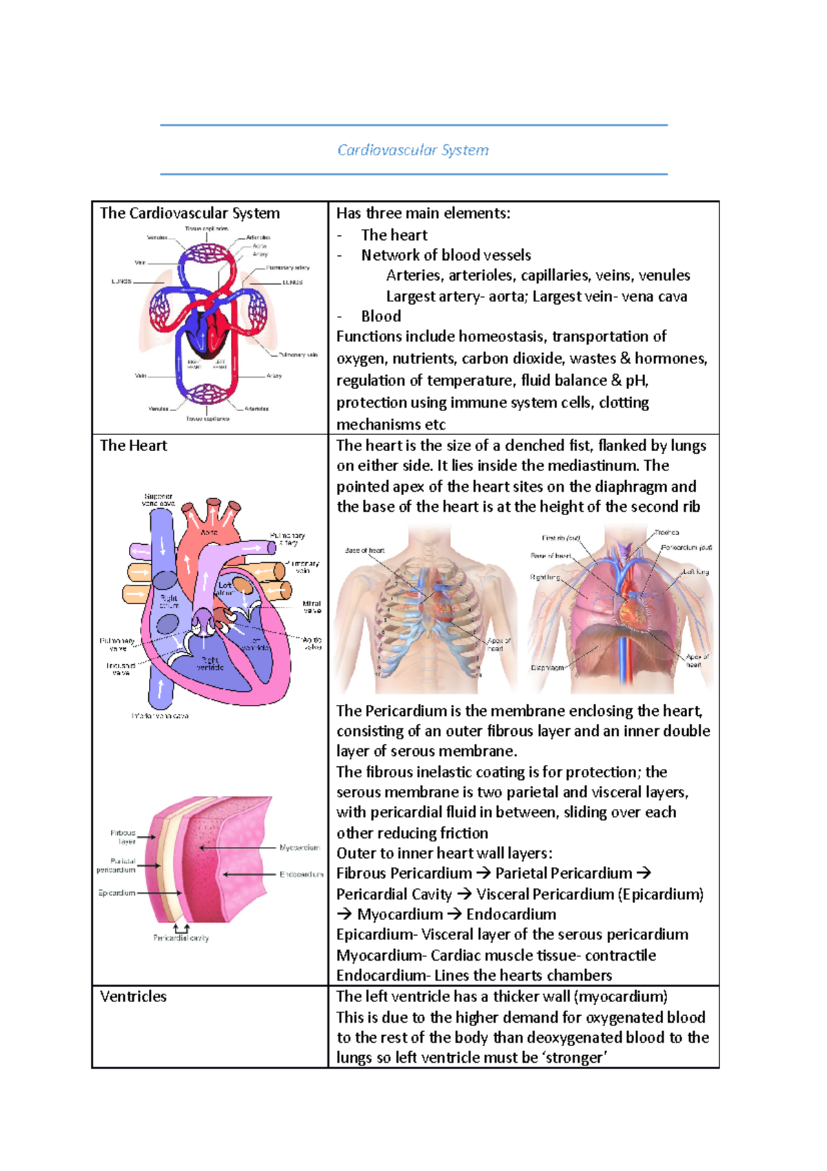 Cardiovascular System Notes Cardiovascular System The Cardiovascular