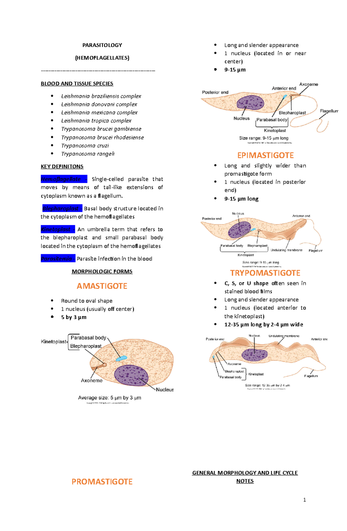 Hemoflagellates Lecture Notes 9 Parasitology Hemoflagellates