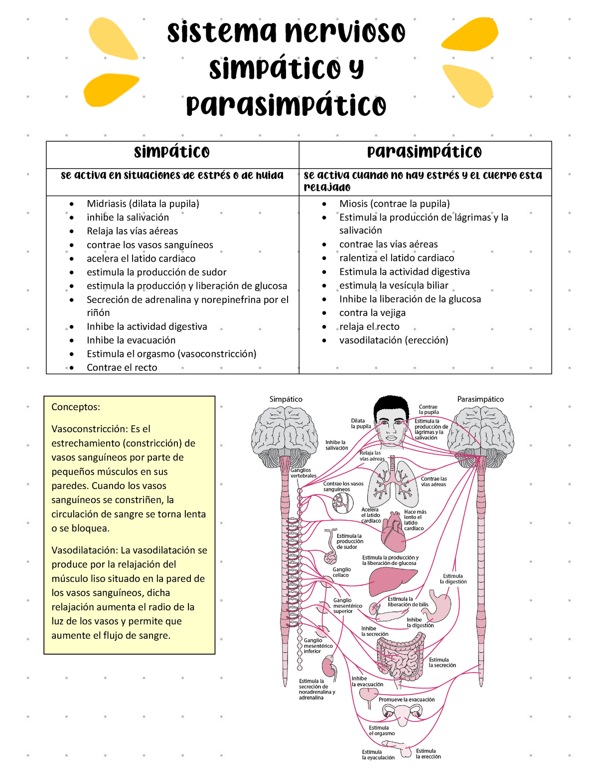 Sistema Nervioso Simpático Y Parasimpático Resumen Anatomía E