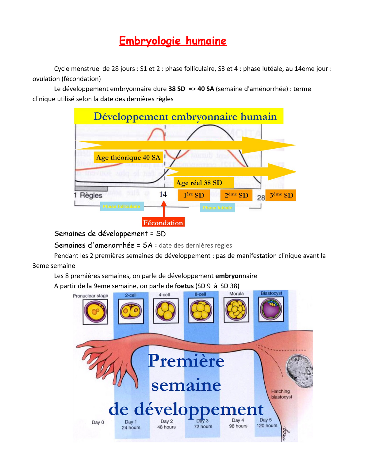 Embryologie Première Et Deuxième Sd Pdf Embryologie Humaine Cycle