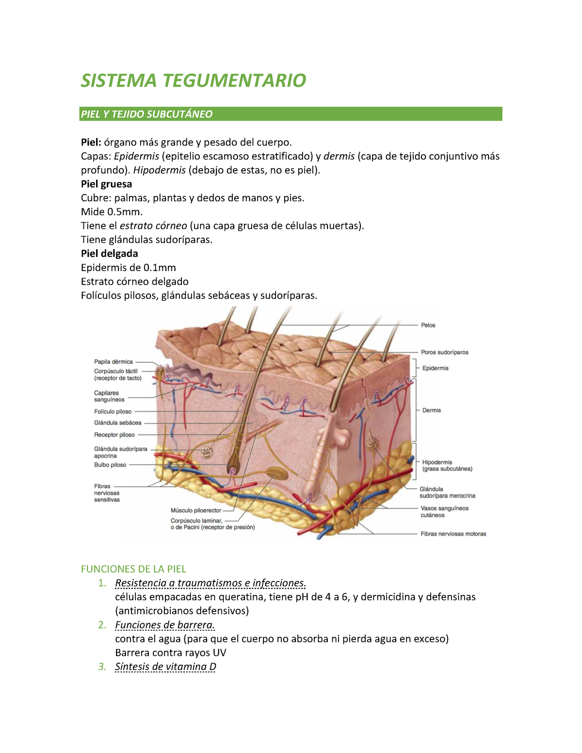 Sistema Tegumentario Resumen Morfologia Sistema Tegumentario El The