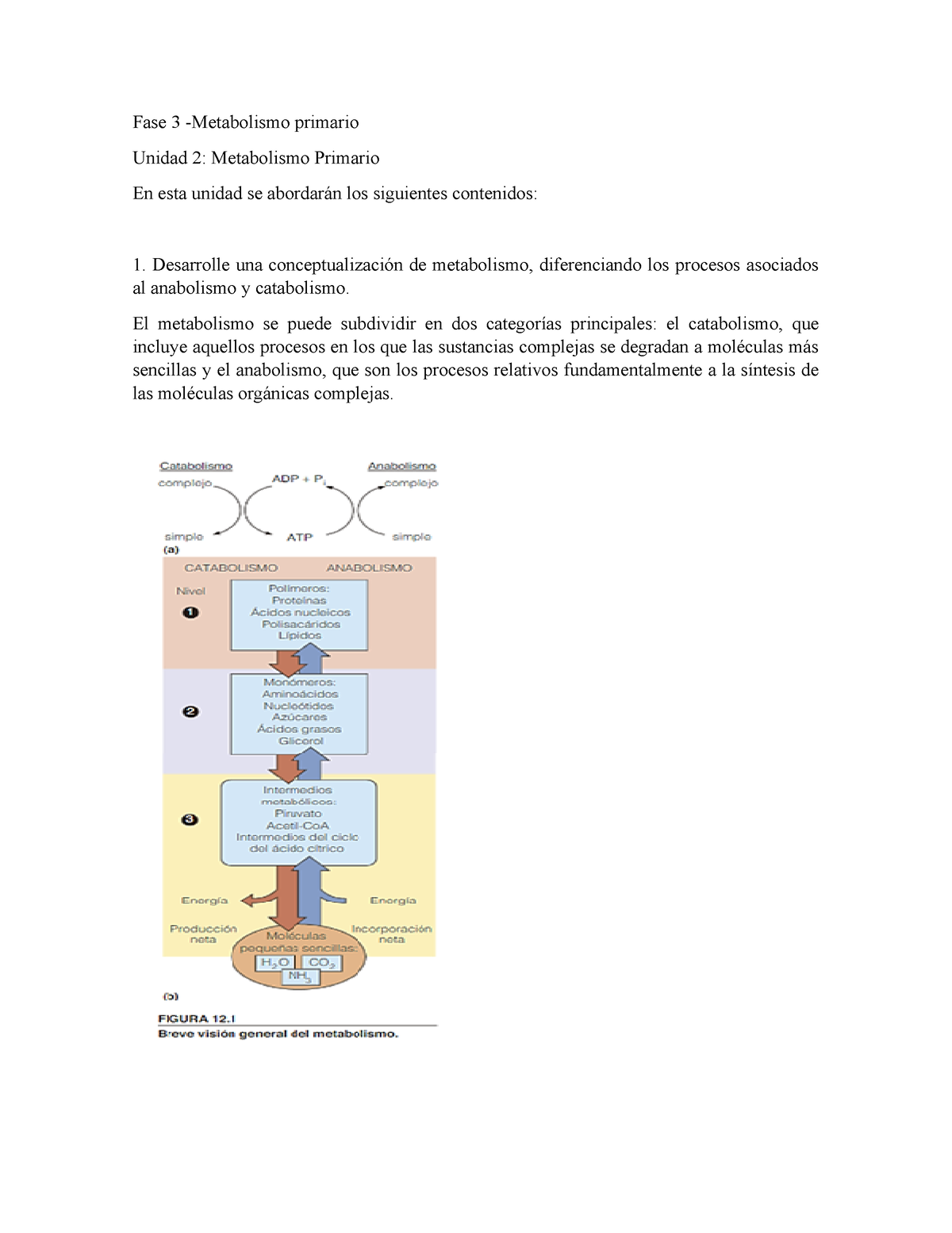 Cuestionario Fase Metabolismo Primario Bioquimica Vegetal Hot Sex Picture