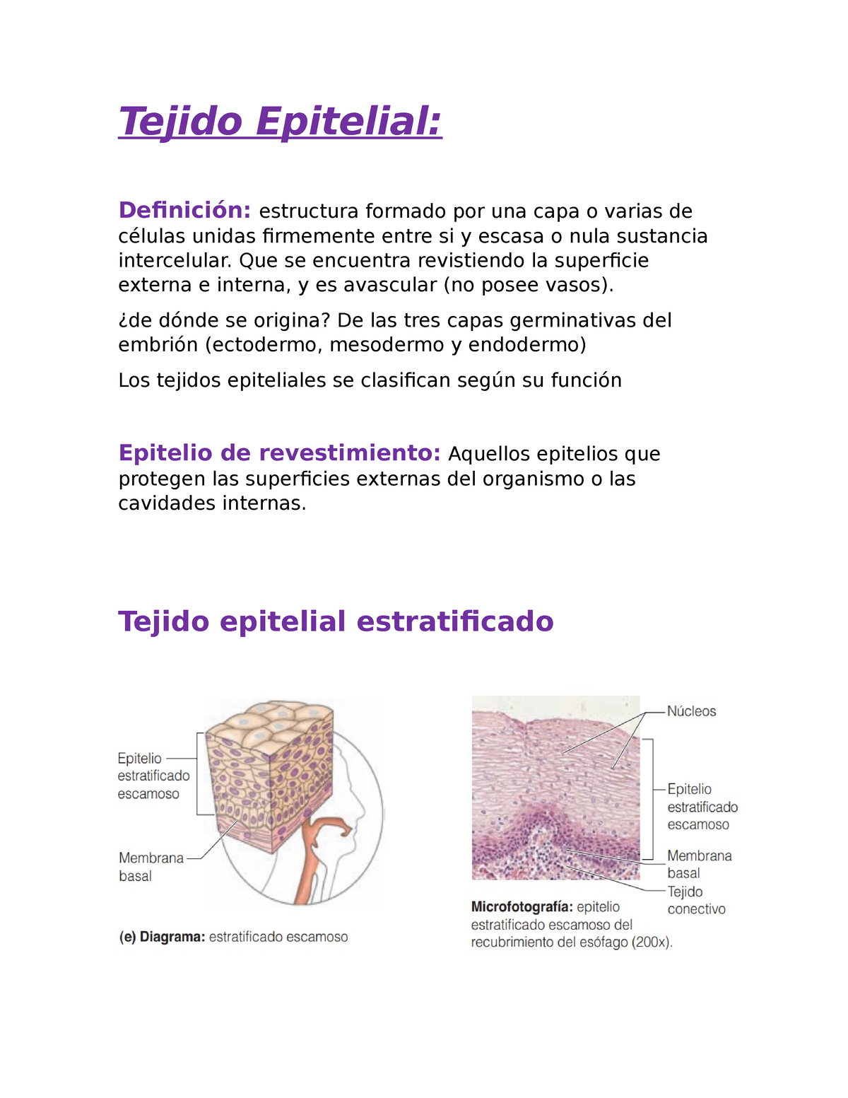 B Tejido Epitelial Resumen Tejido Epitelial Definición Estructura