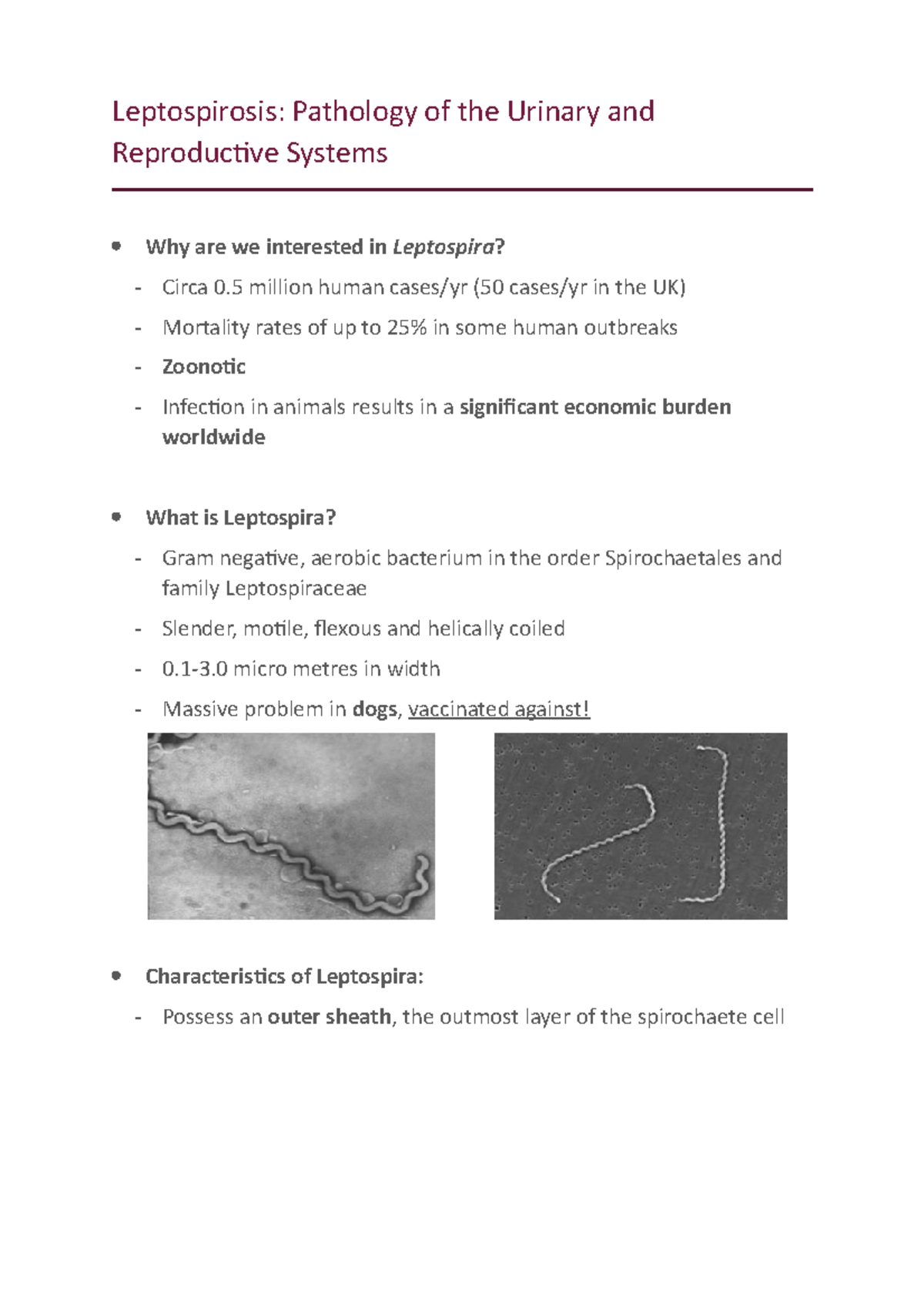 Leptospirosis Purs Leptospirosis Pathology Of The Urinary And