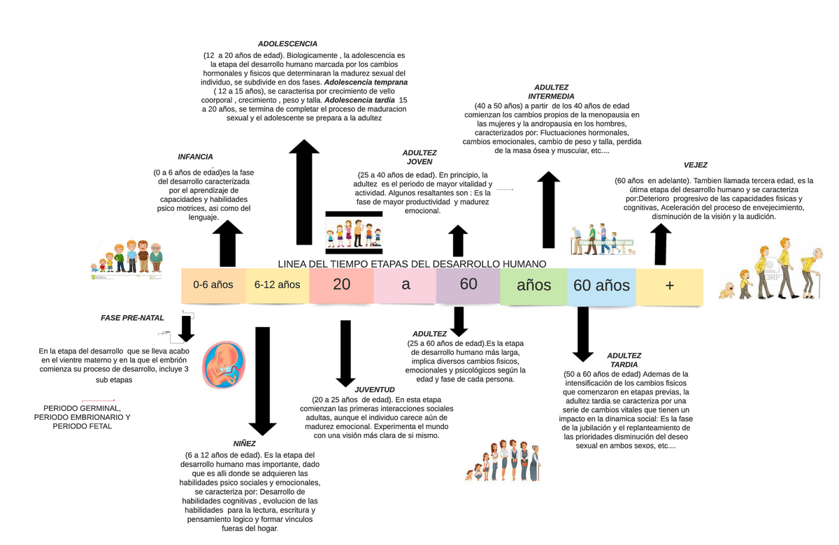 Diagrama En Blanco Apuntes 1 Linea Del Tiempo Etapas Del Desarrollo