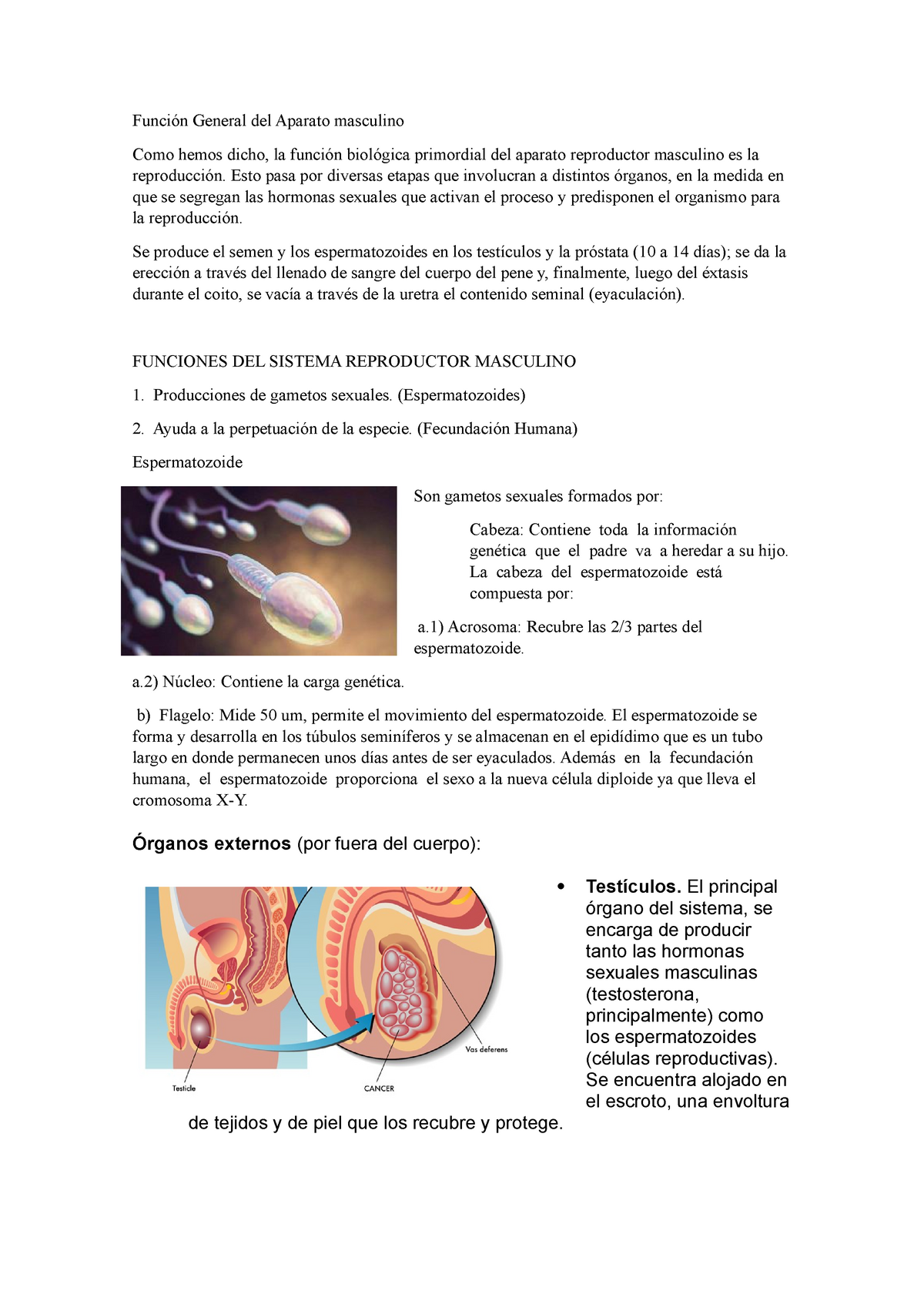 Funciones Del Sistema Reproductor Masculino Función General Del