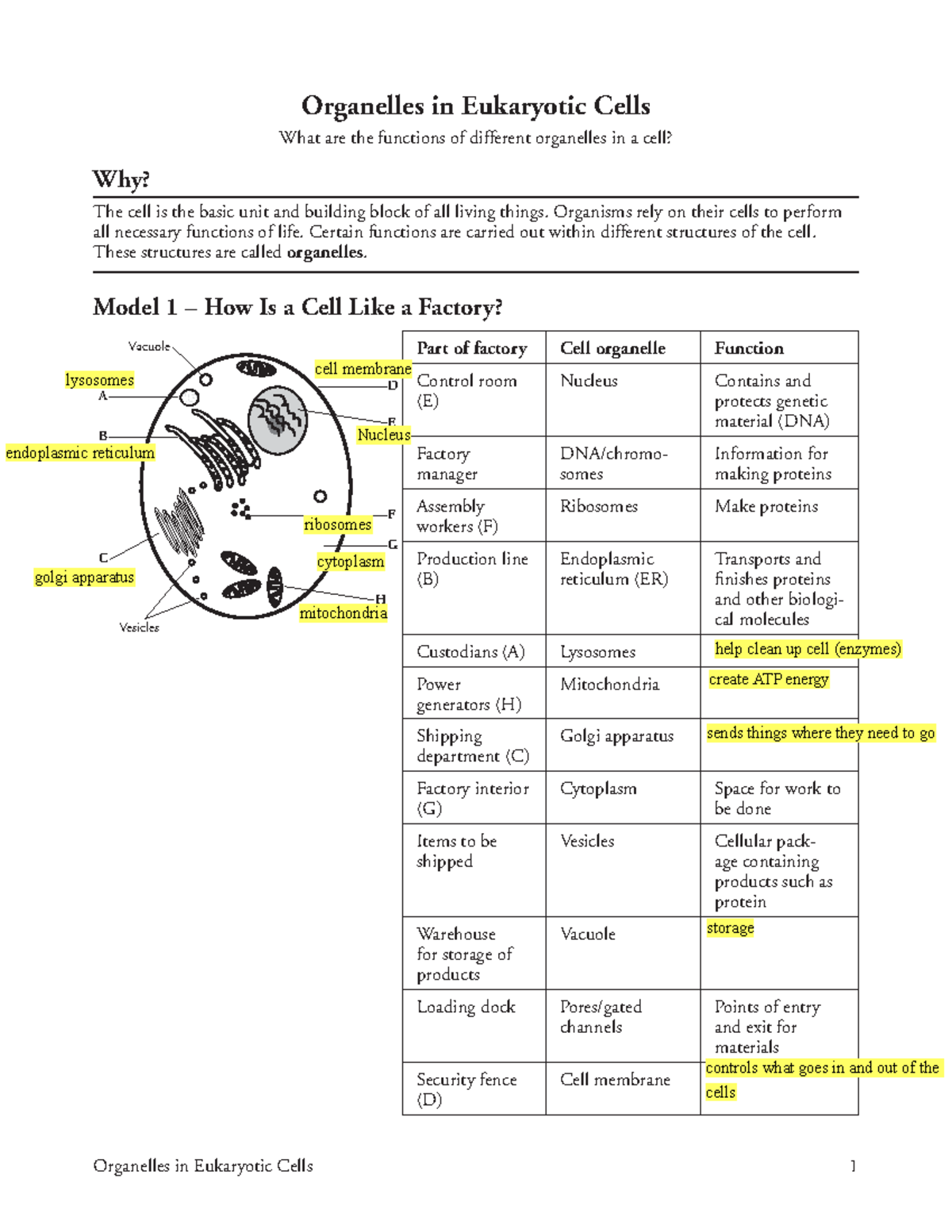 Eukaryotic Cell Structure And Function Chart